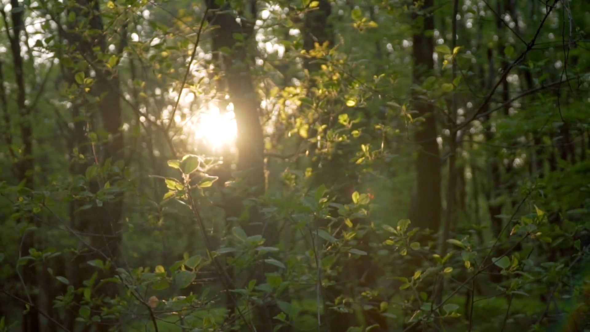 Beautiful Afternoon in the Forest · Free Stock Video