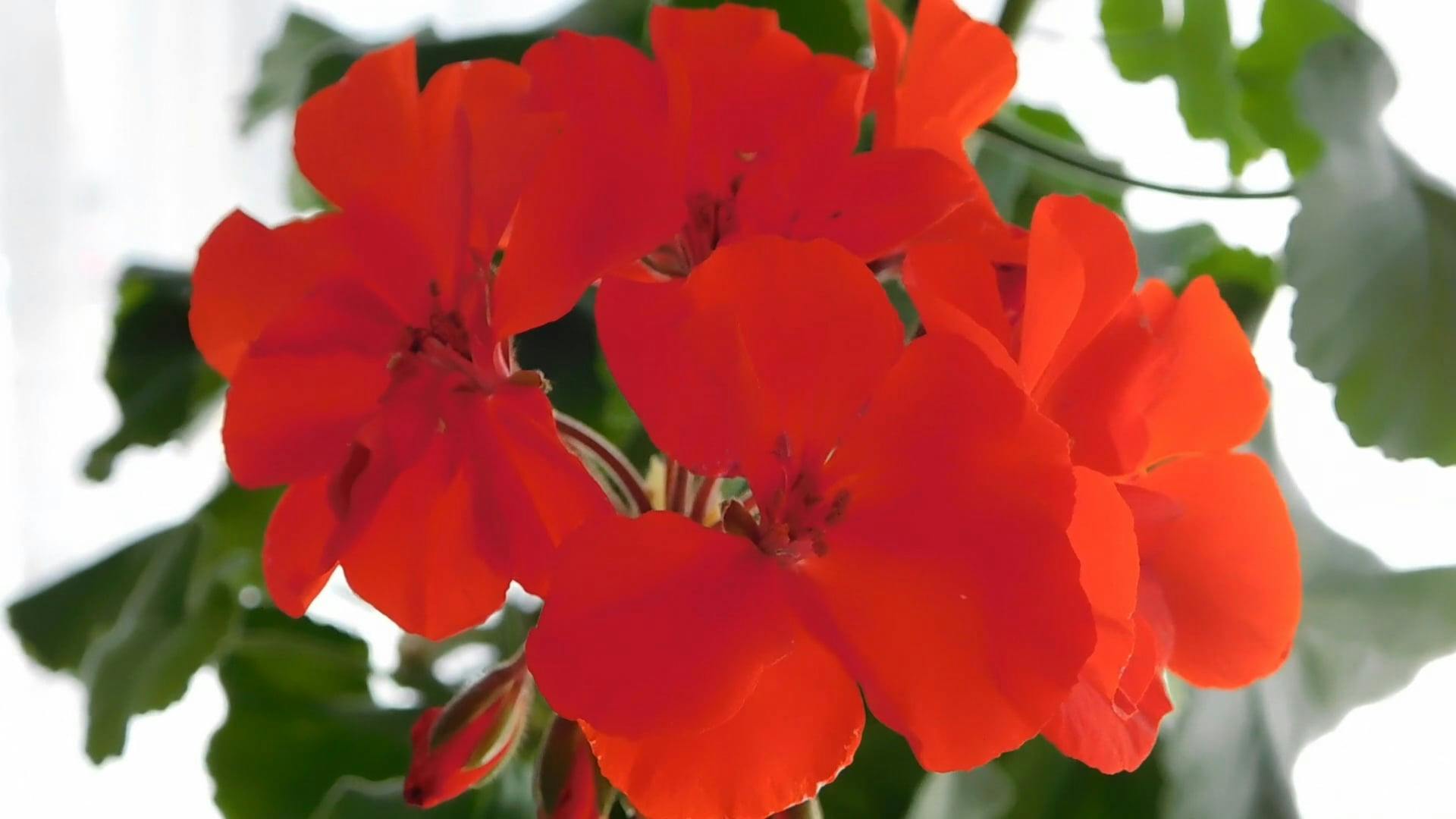 Red Blooming Geranium Free Stock Video Footage, Royalty-Free 4K & HD ...