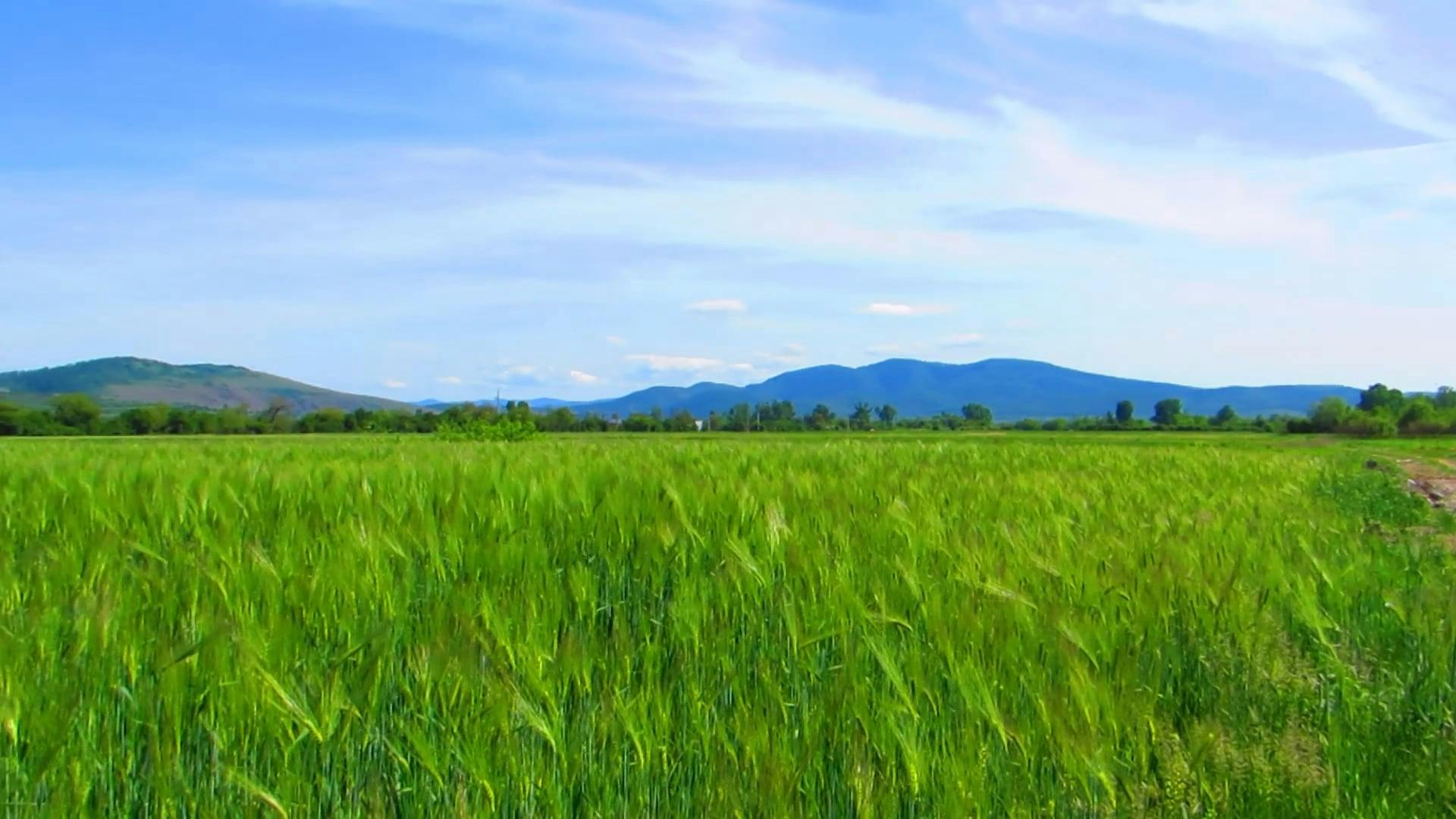 Footage of Tall Grass in the Field · Free Stock Video