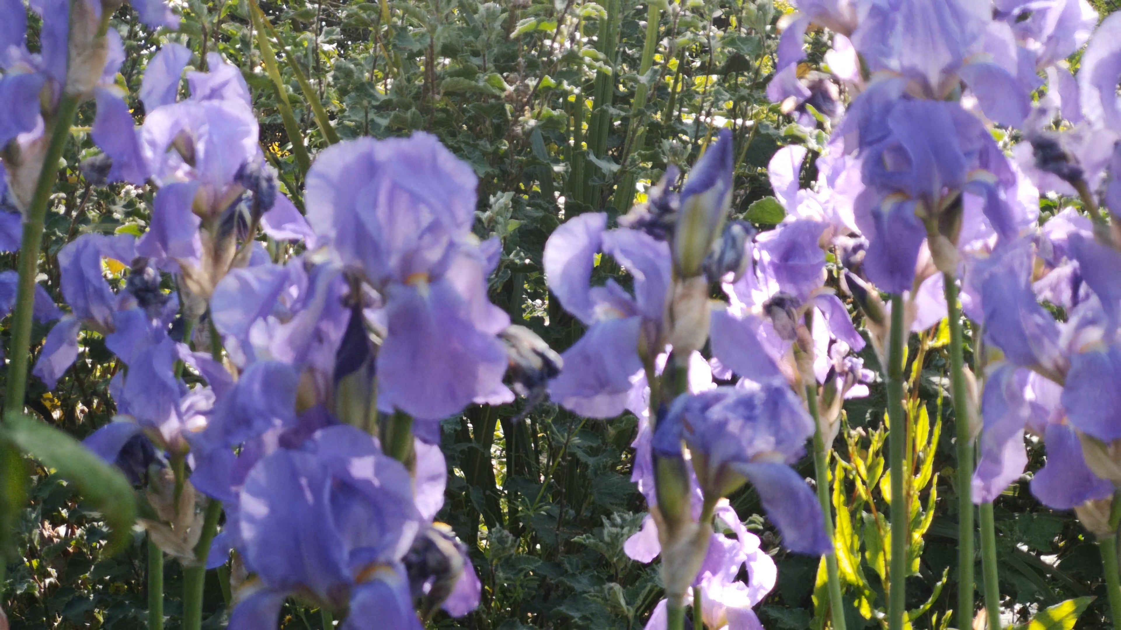 Purple Flowers Free Stock Video Footage, Royalty-Free 4K & HD Video Clip