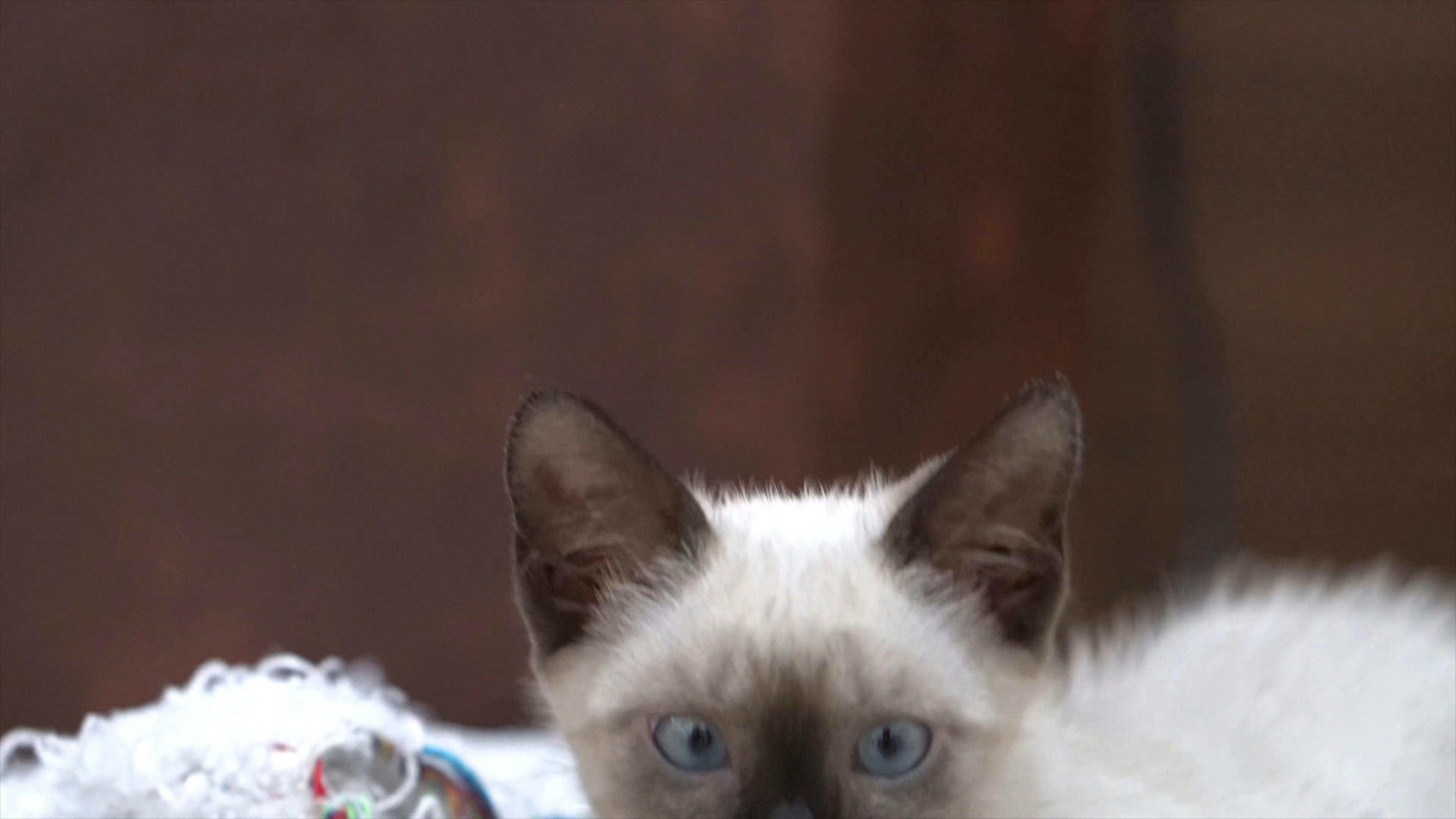 Yawning Siamese Cat · Free Stock Video