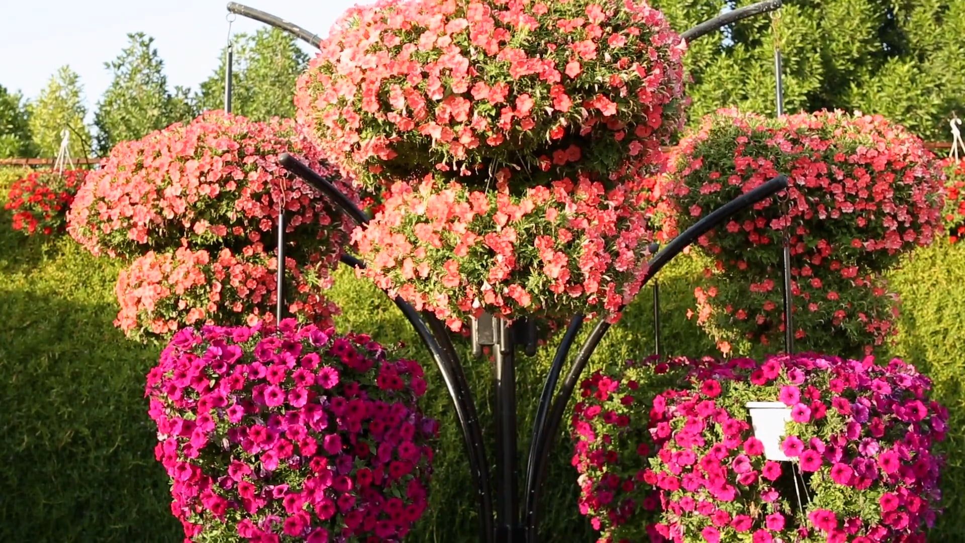 Flowers And Plant Arrangements Videos, Download The BEST Free 4k Stock ...