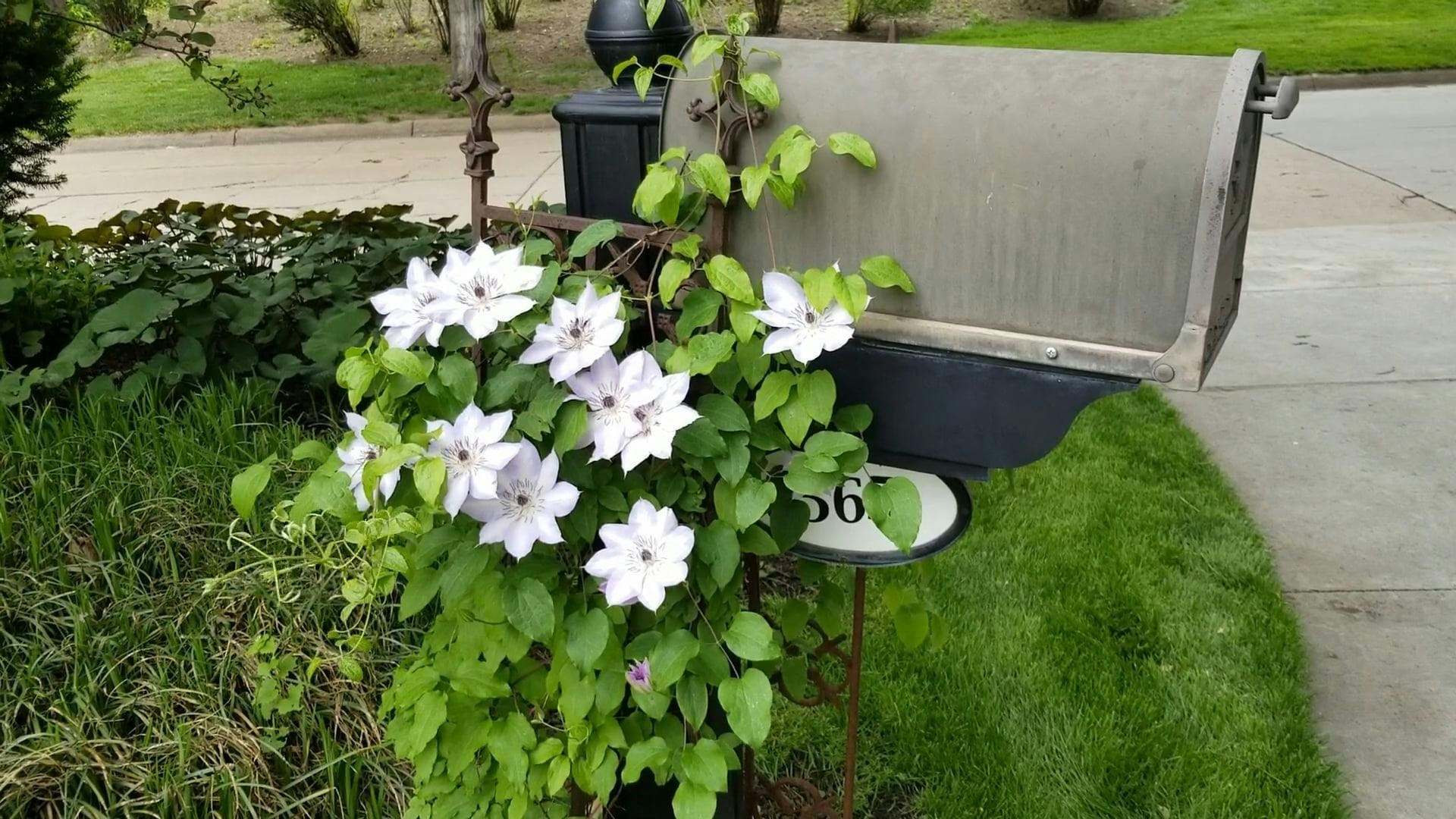 Overfilled Mailbox Videos, Download The BEST Free 4k Stock Video ...