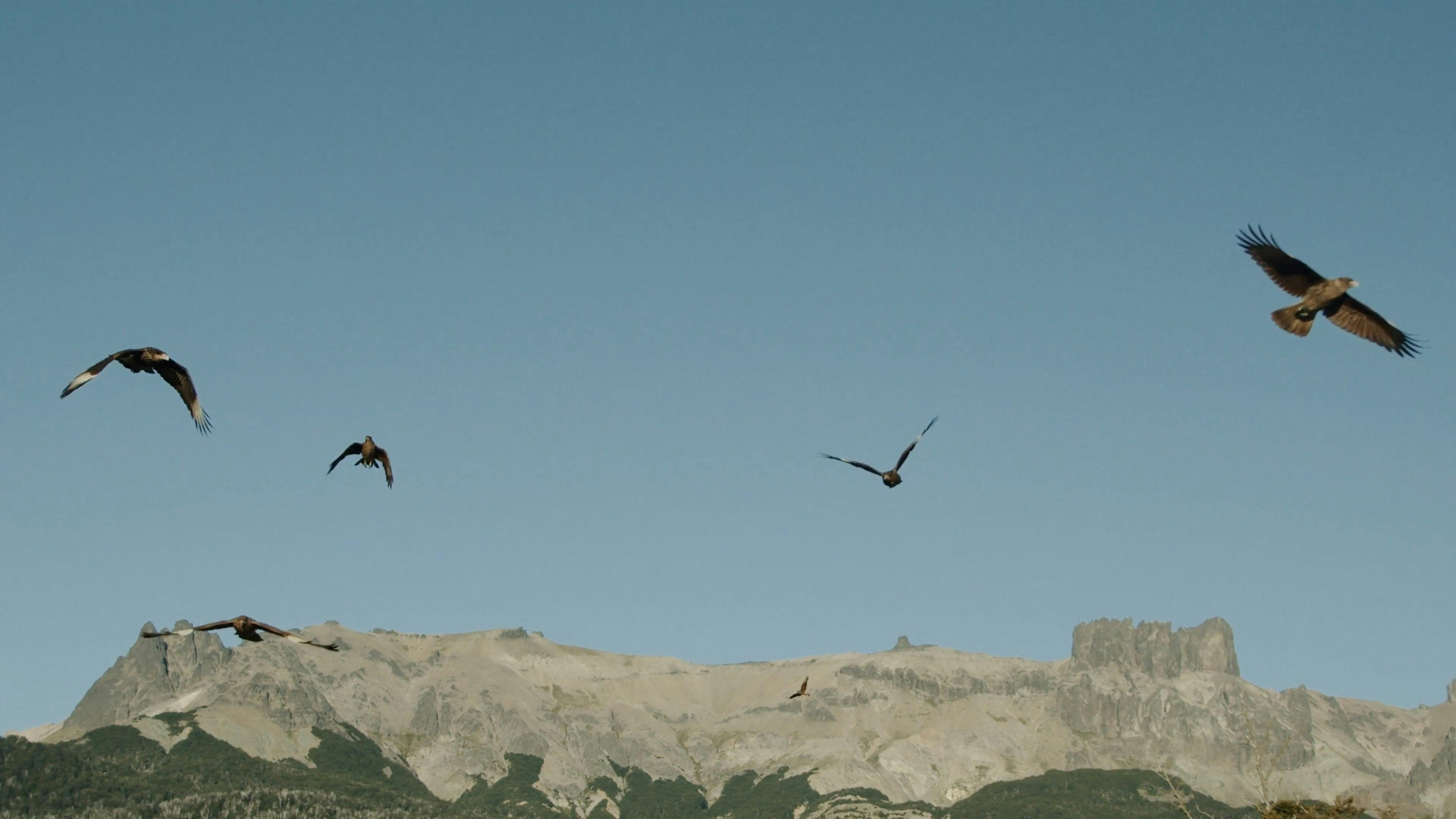 Birds Flying Freely · Free Stock Video