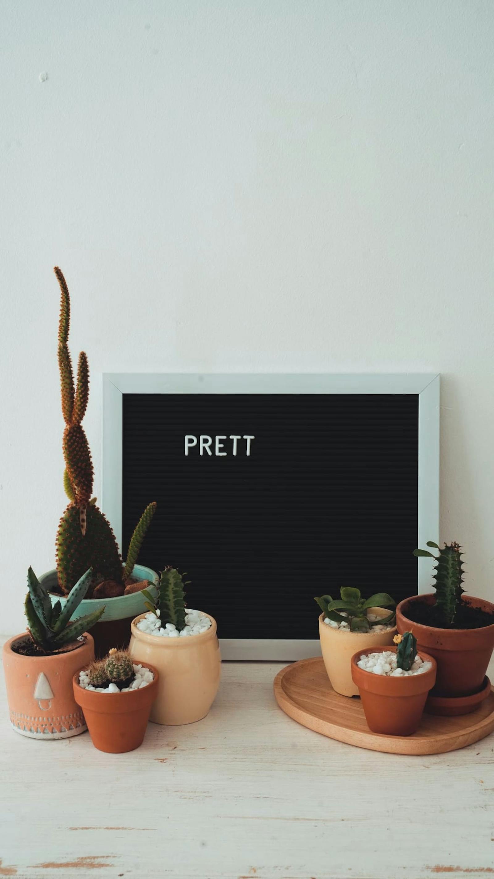 Cactus Videos, Download The BEST Free 4k Stock Video Footage & Cactus ...