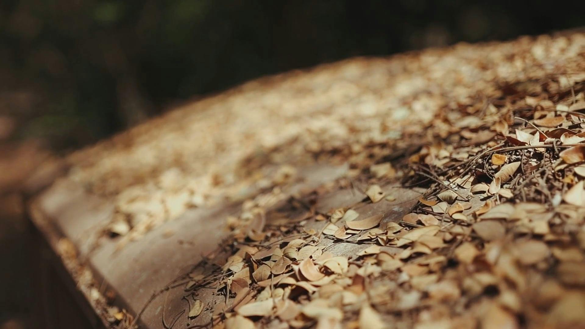 Graveyard Dirt Videos, Download The BEST Free 4k Stock Video Footage ...