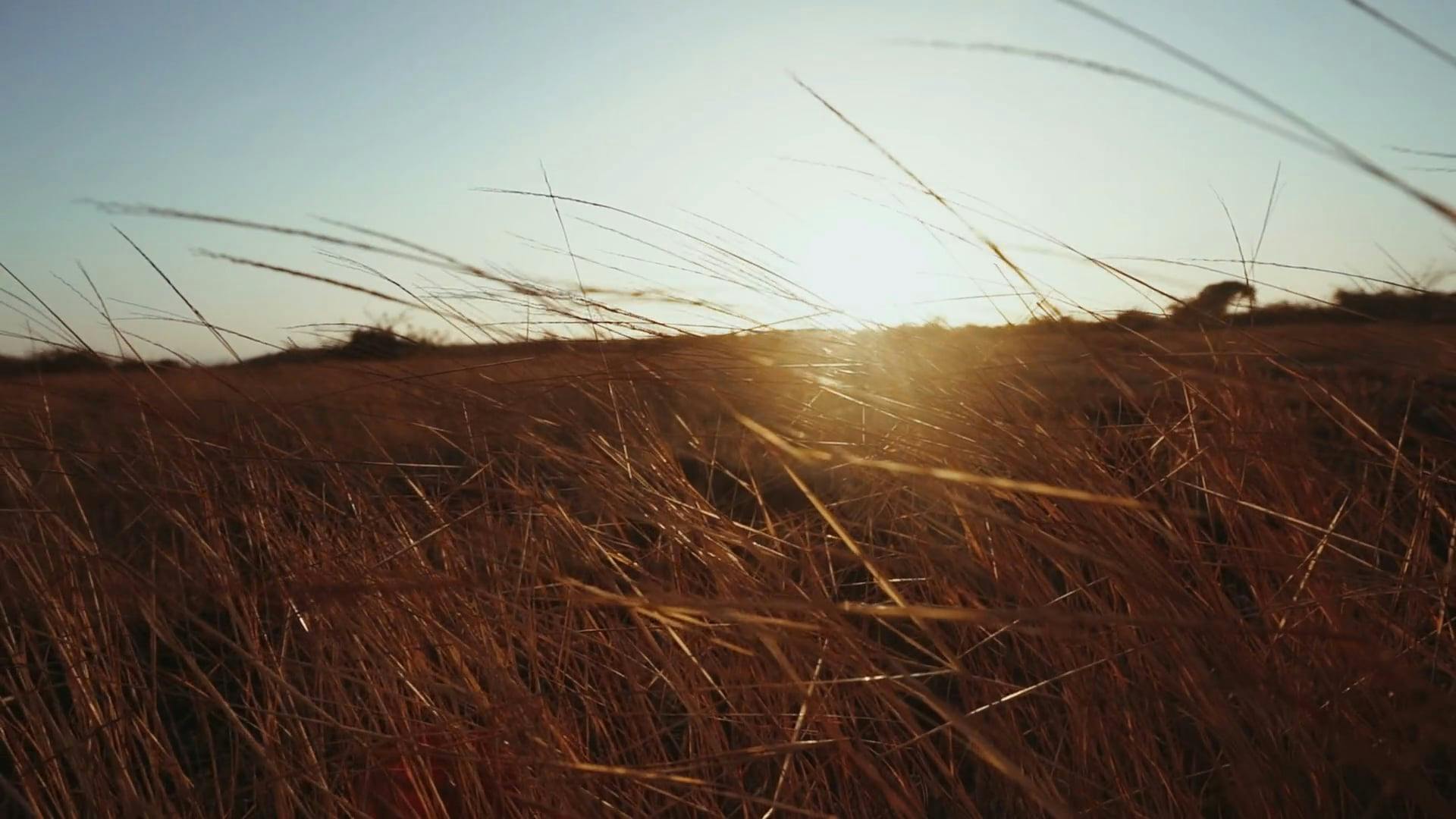 Brown Grass Field · Free Stock Video