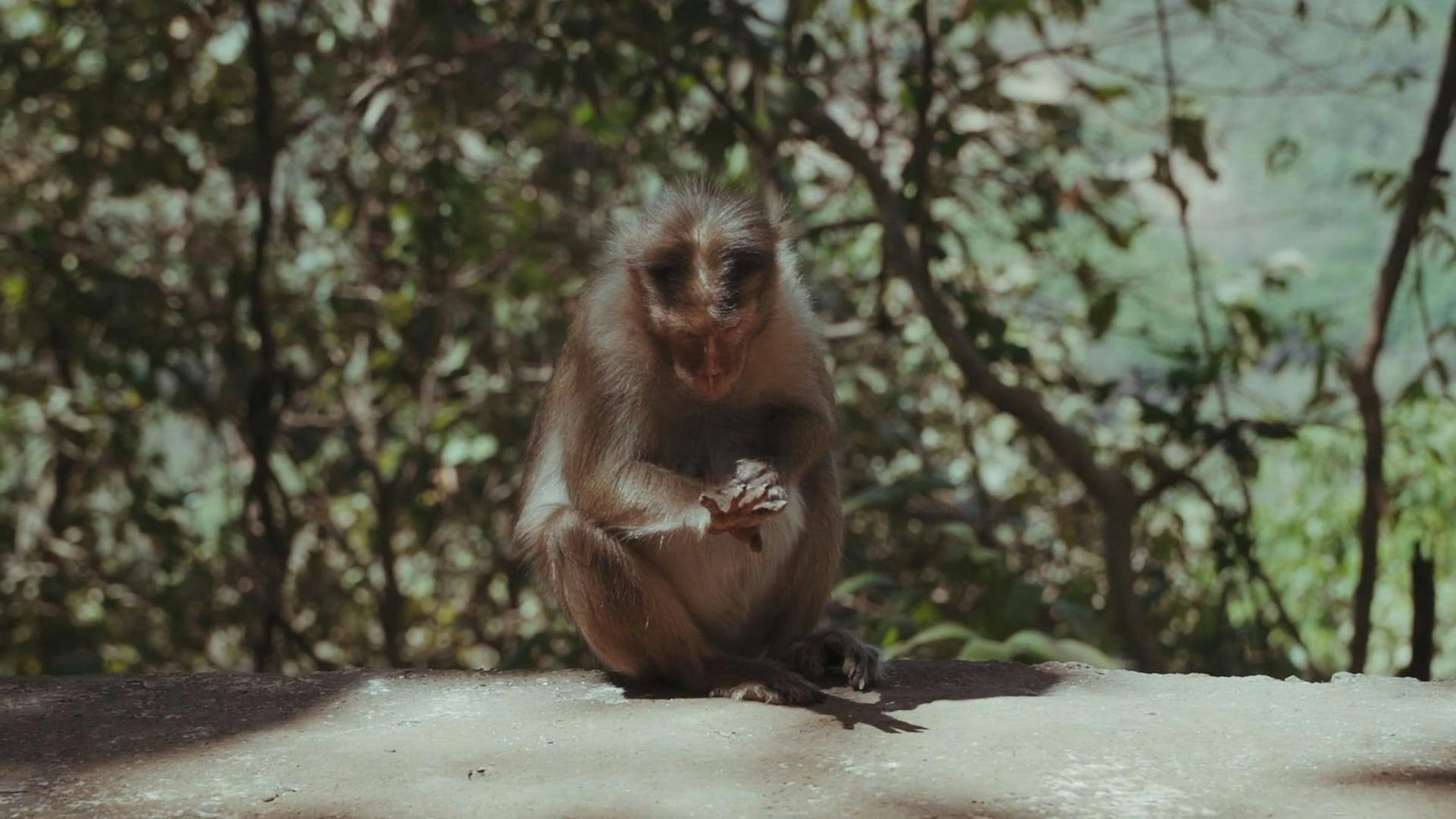 Chimpanzee Observation Videos, Download The BEST Free 4k Stock Video ...