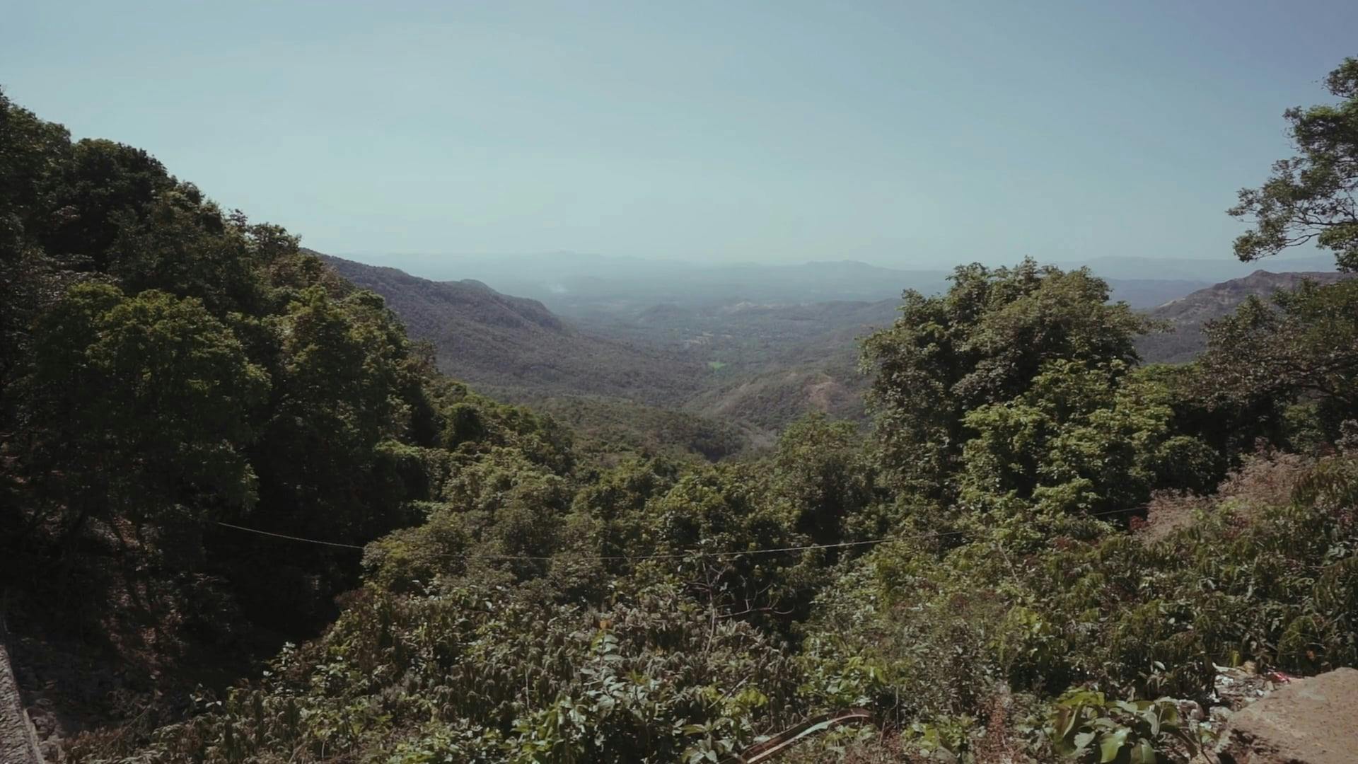 Indian Mango Tree Videos, Download The BEST Free 4k Stock Video Footage ...