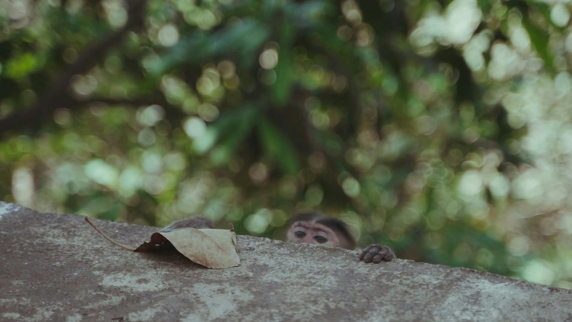 A Monkey Hiding Behind A Rock · Free Stock Video