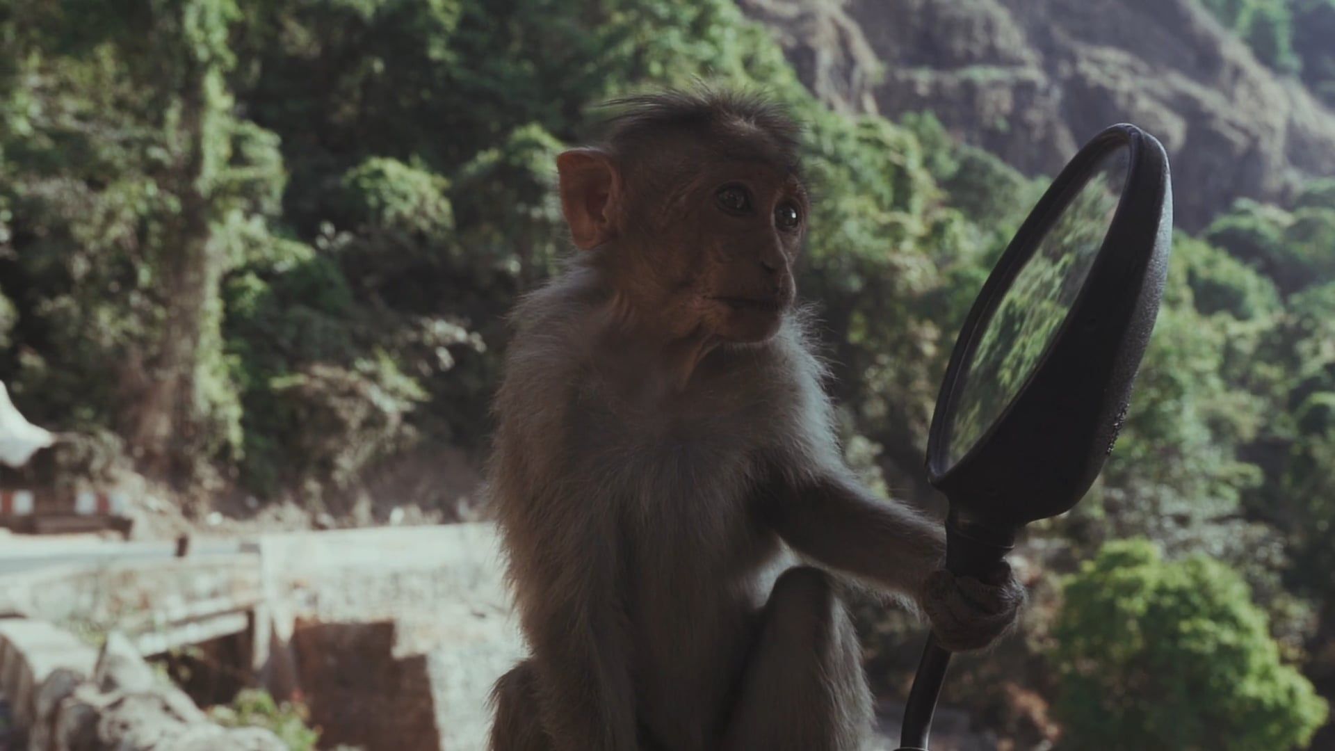 A monkey holding a mirror in front of a mountain Free Stock Video ...