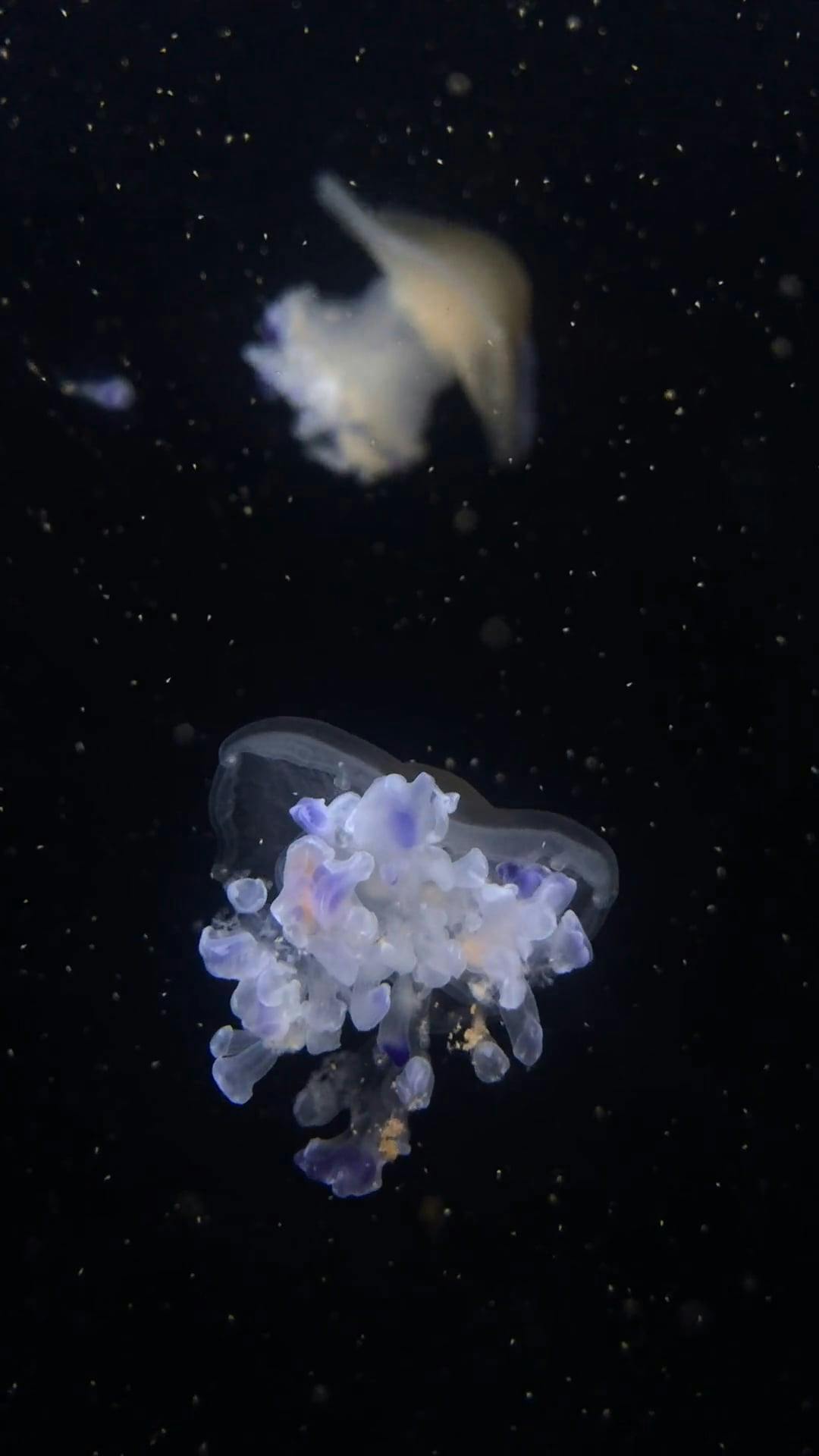 Translucent Black Videos, Download The BEST Free 4k Stock Video Footage ...