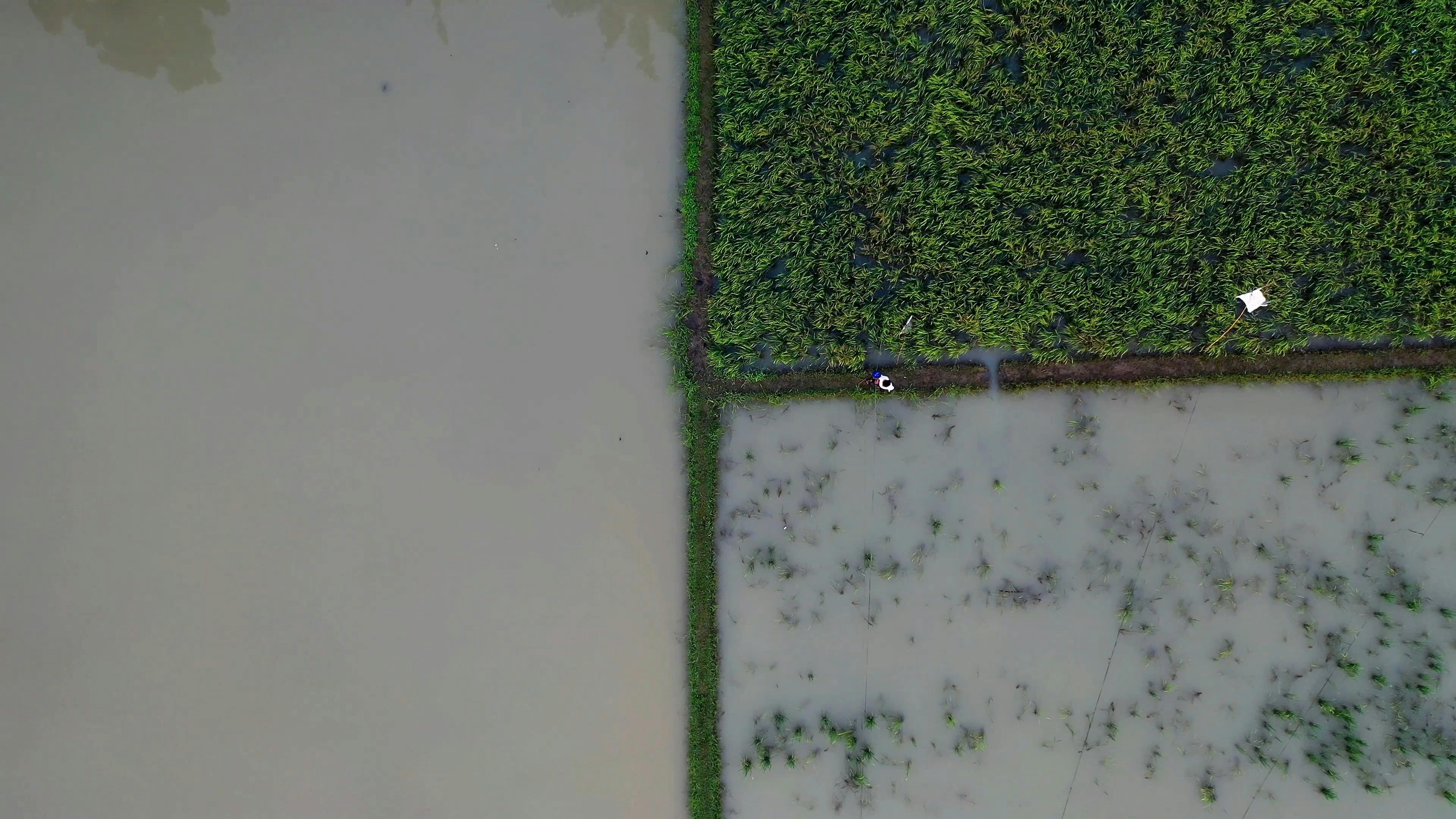 Borderline Vegetation Videos, Download The BEST Free 4k Stock Video ...