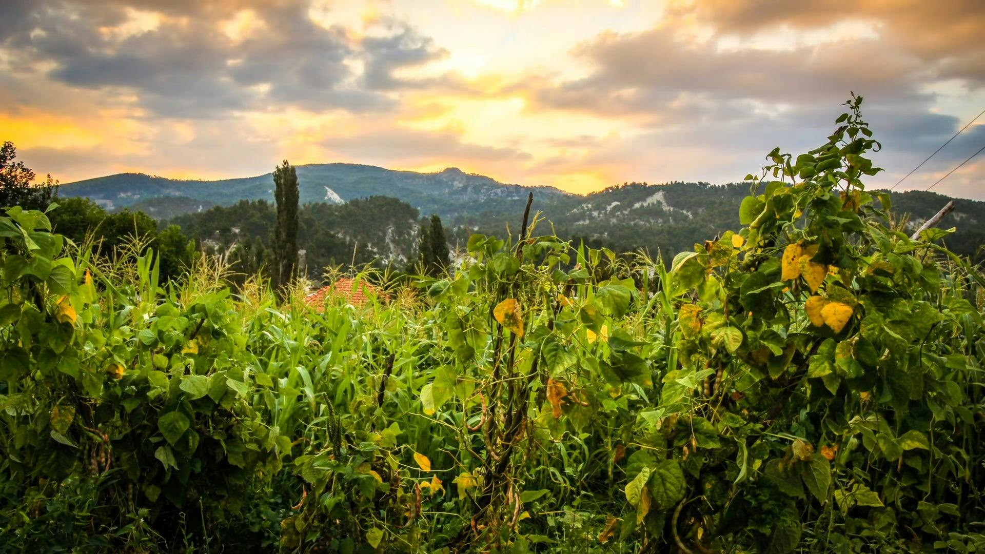 Mountain Slopes Covered In Green Vegetation · Free Stock Video