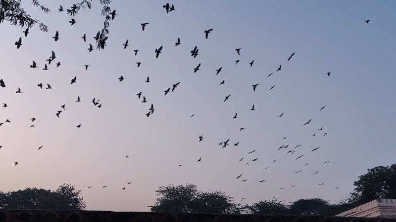 Birds Flying Videos, Download The BEST Free 4k Stock Video Footage ...