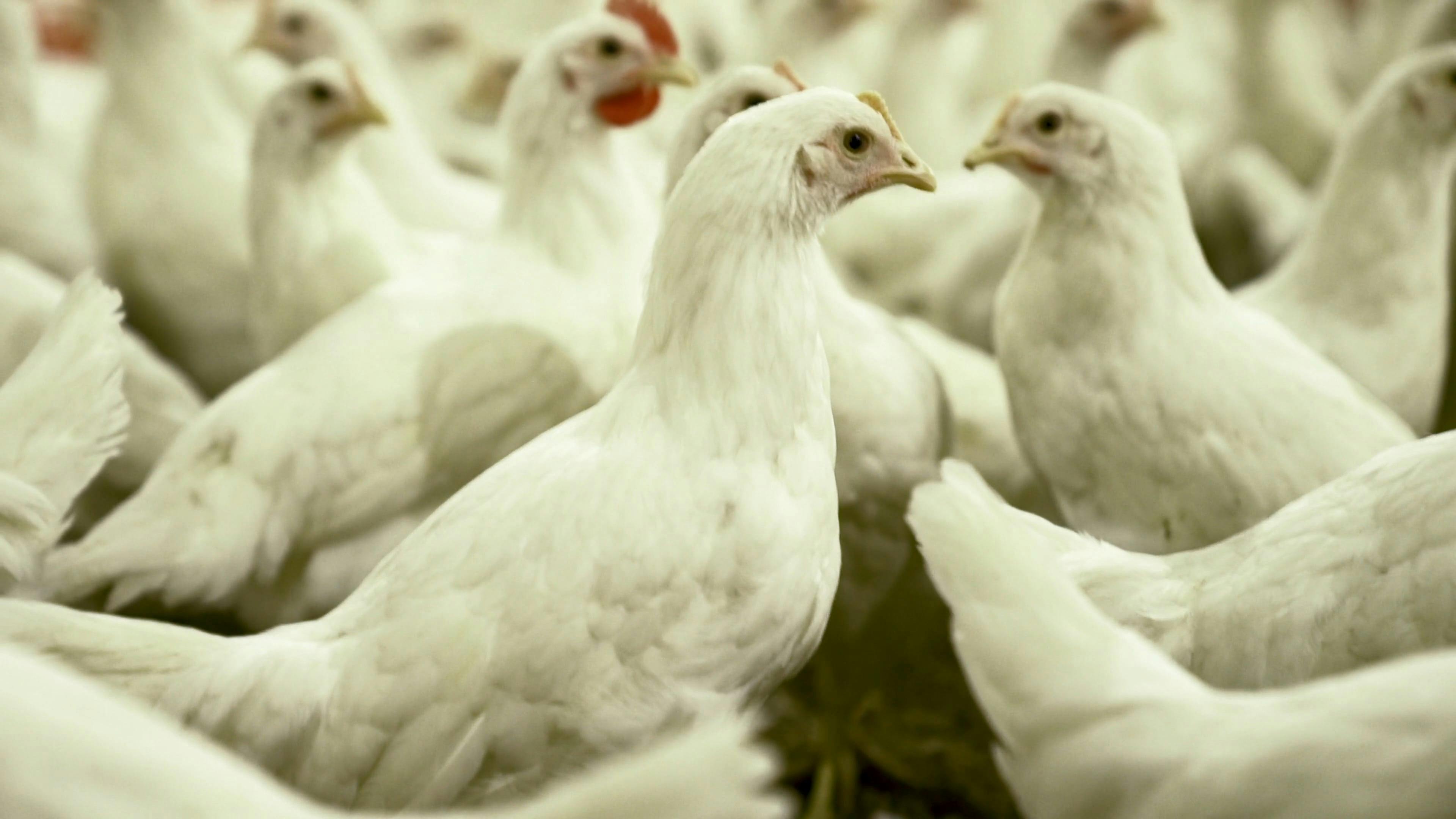 Chicken Flock Videos, Download The BEST Free 4k Stock Video Footage ...