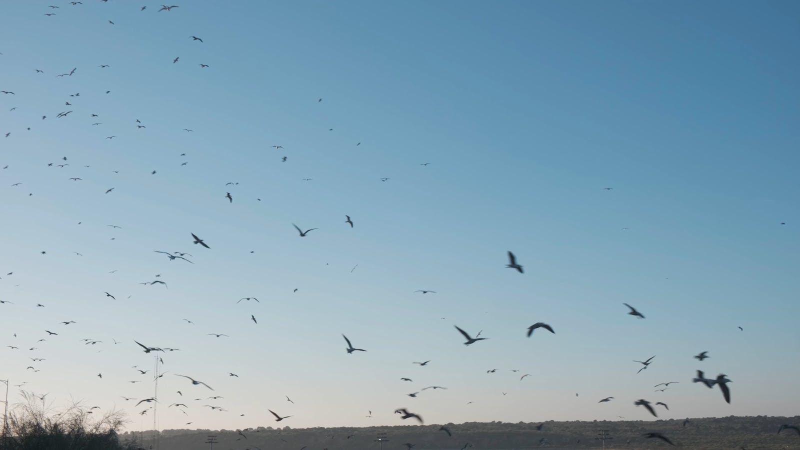 Birds Flying Videos, Download The BEST Free 4k Stock Video Footage ...