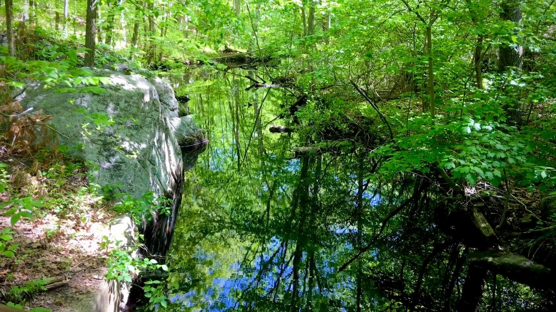 Green Trees in the Forest Free Stock Video Footage, Royalty-Free 4K ...