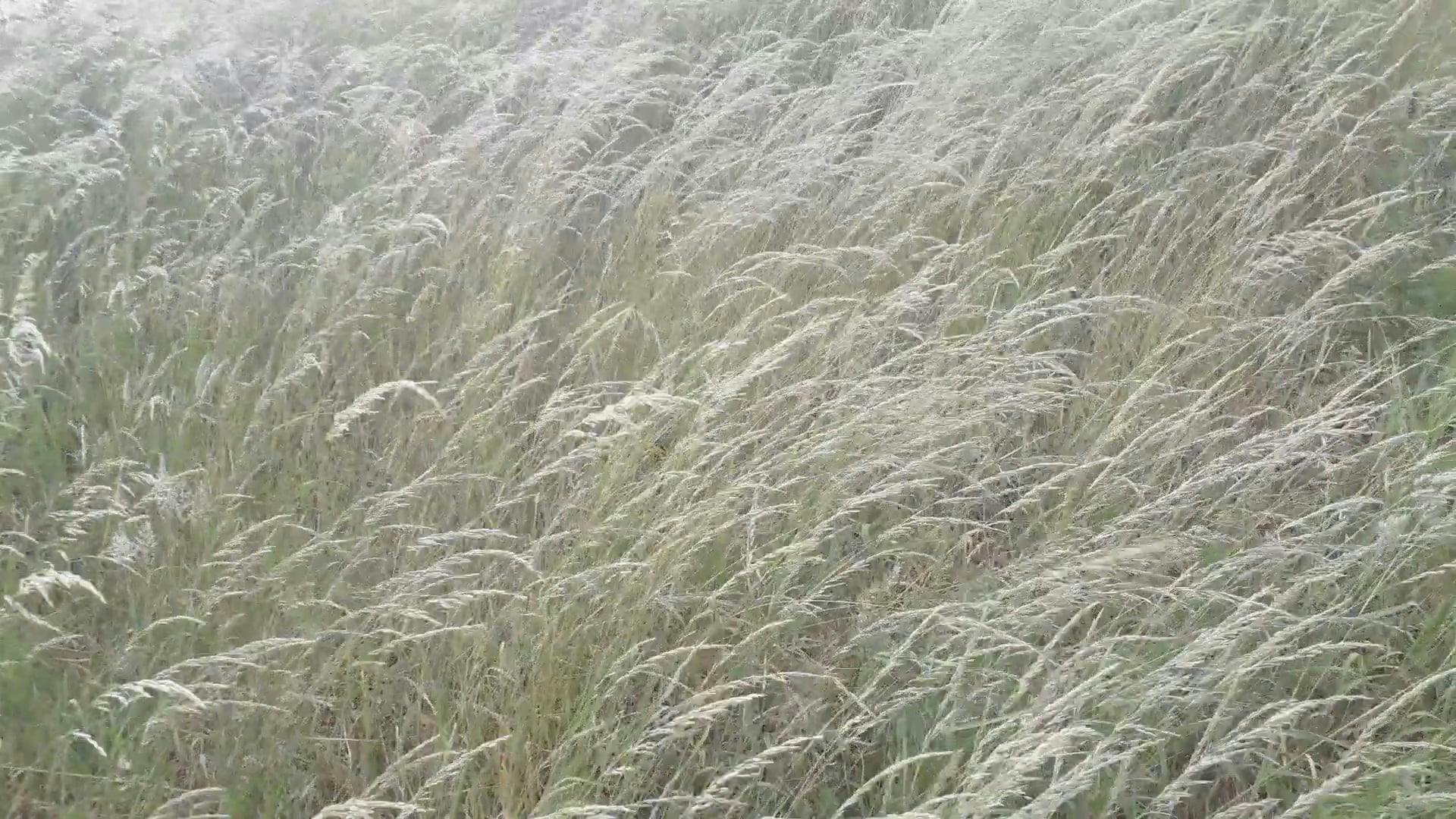 Wind Blowing Tall Grass Free Stock Video Footage, Royalty-Free 4K & HD ...