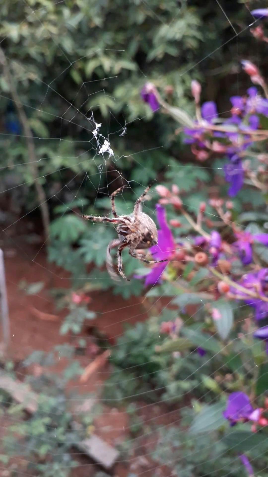 Spider Building A Spider Web Free Stock Video Footage, Royalty-Free 4K ...