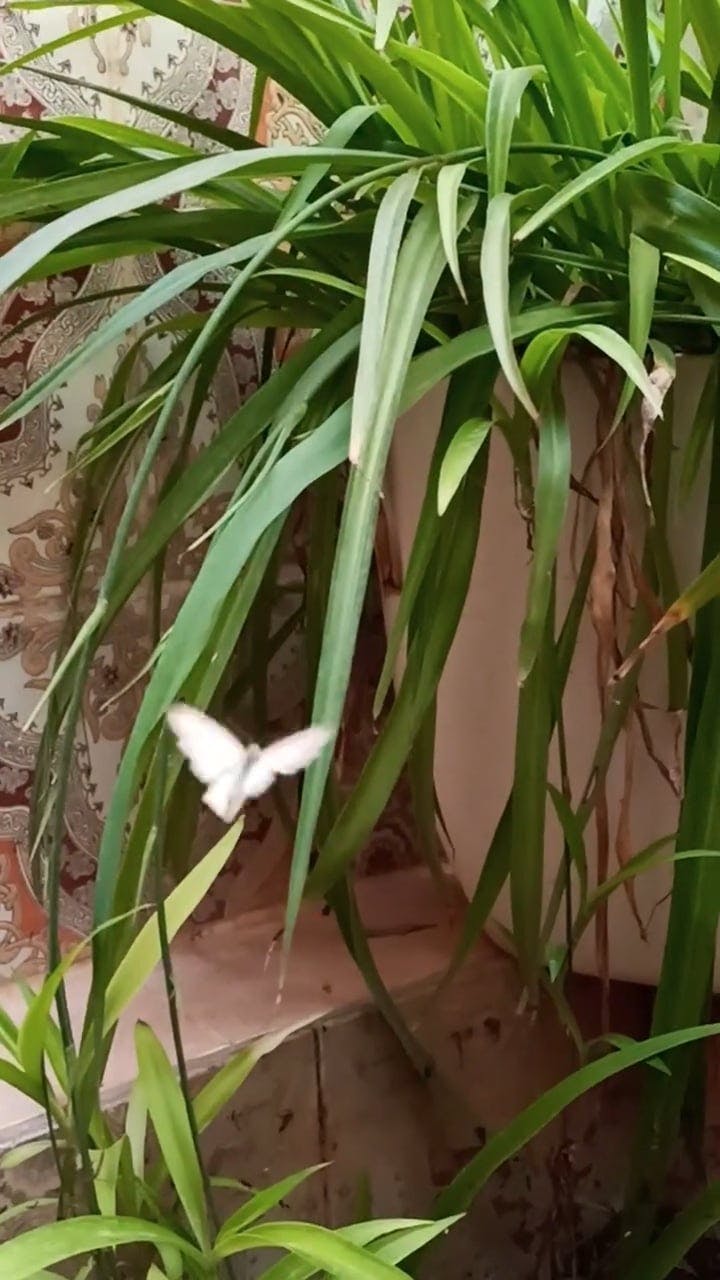 Butterfly Flying Videos, Download The BEST Free 4k Stock Video Footage ...