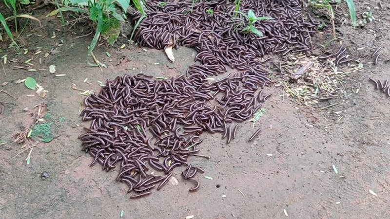 Worm Videos, Download The BEST Free 4k Stock Video Footage & Worm HD ...