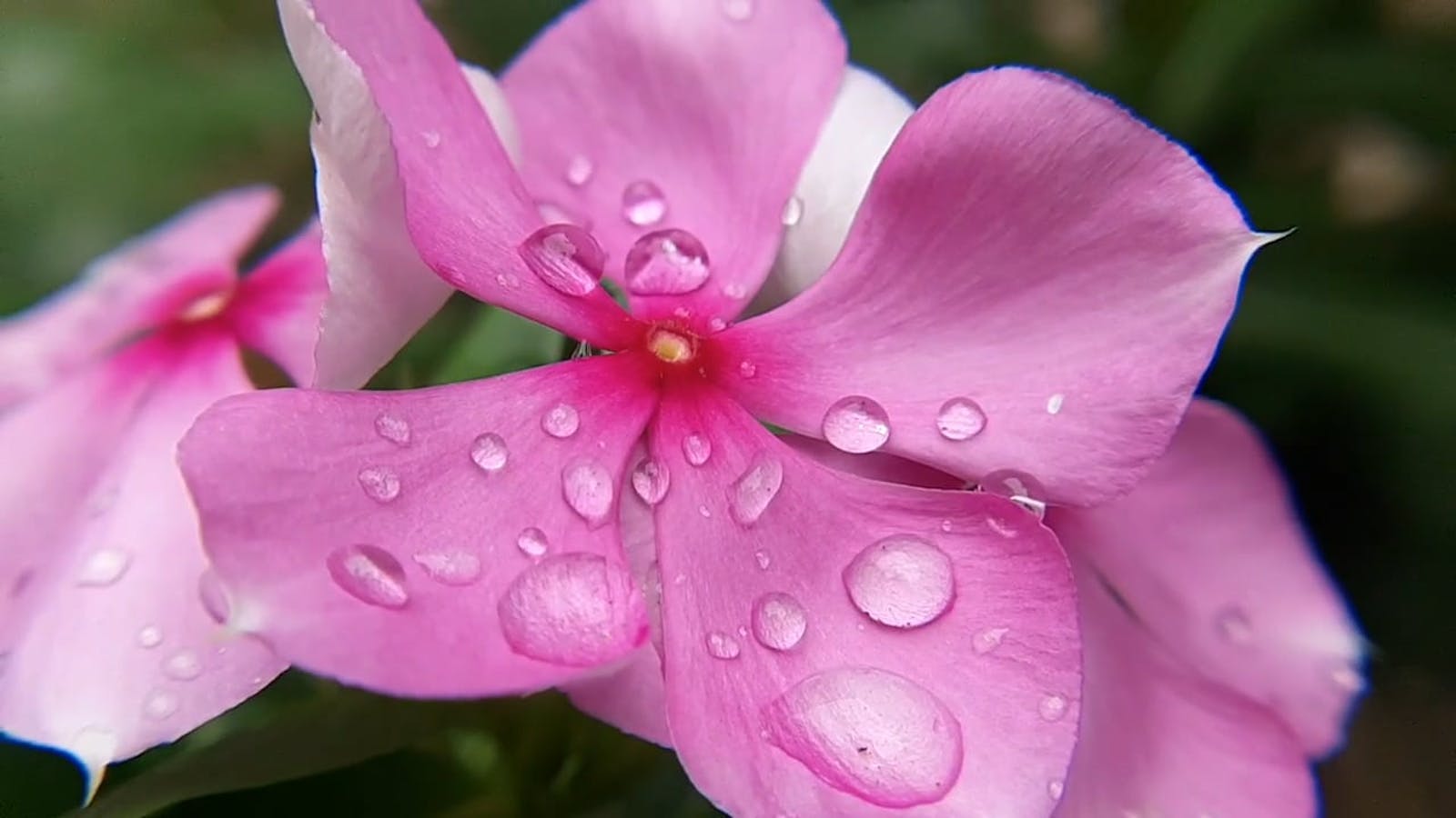 Flower Background Videos, Download The BEST Free 4k Stock Video Footage ...