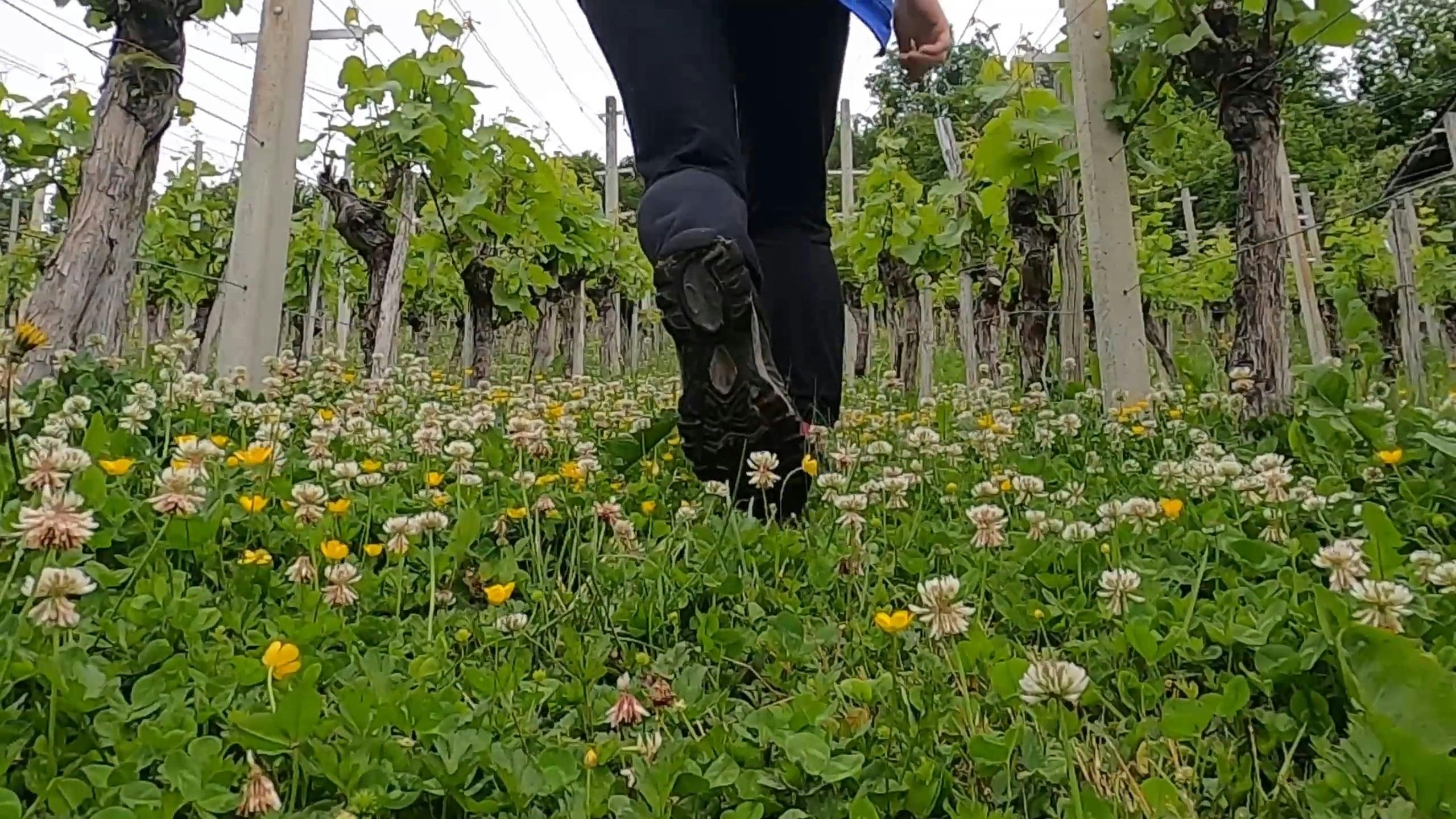 Clover Trail Videos, Download The BEST Free 4k Stock Video Footage ...