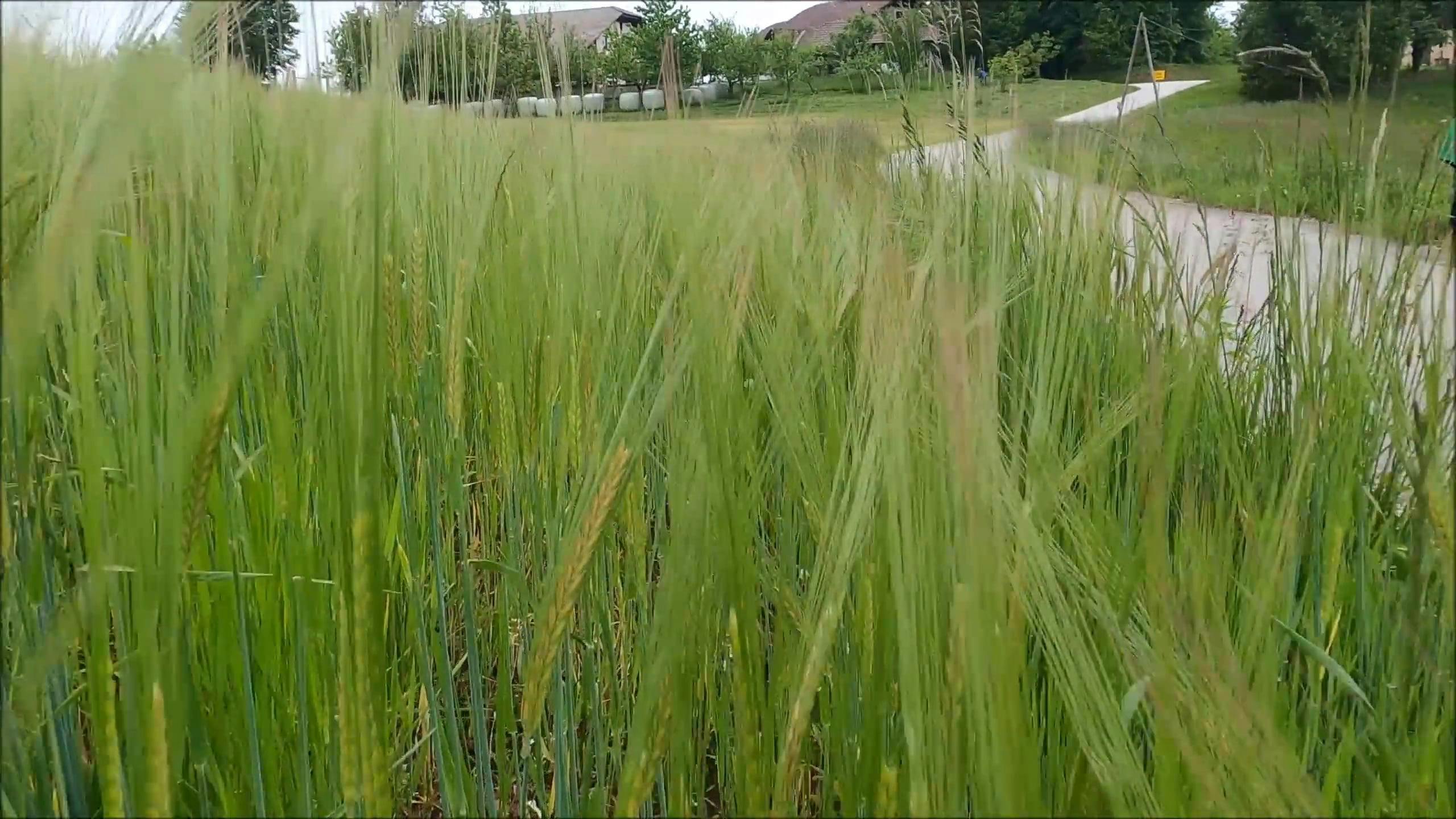 Spring Meadow with Grass and Flowers Free Stock Video Footage, Royalty ...