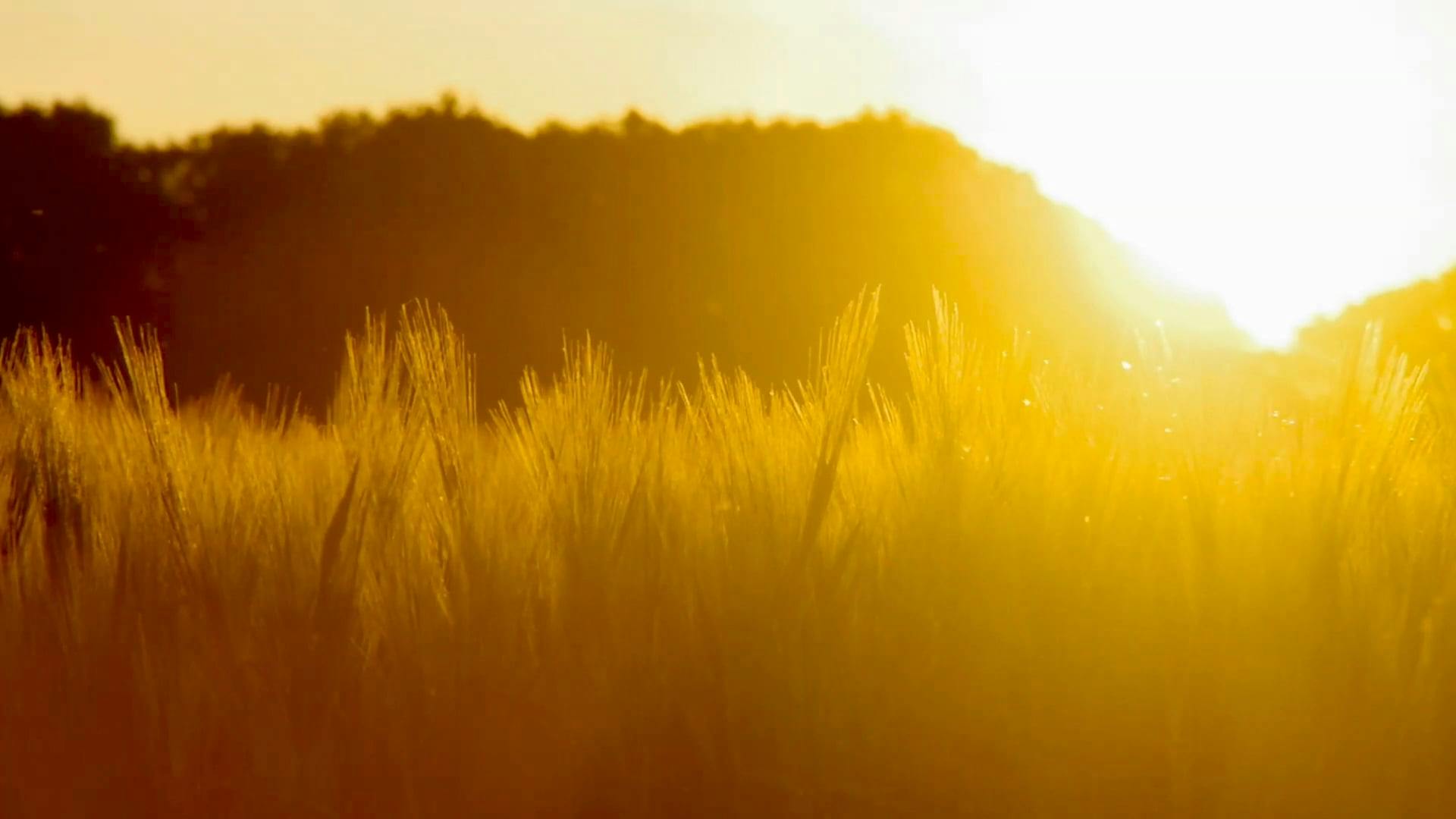 The Sun Shining Brightly on a Wheat Field · Free Stock Video