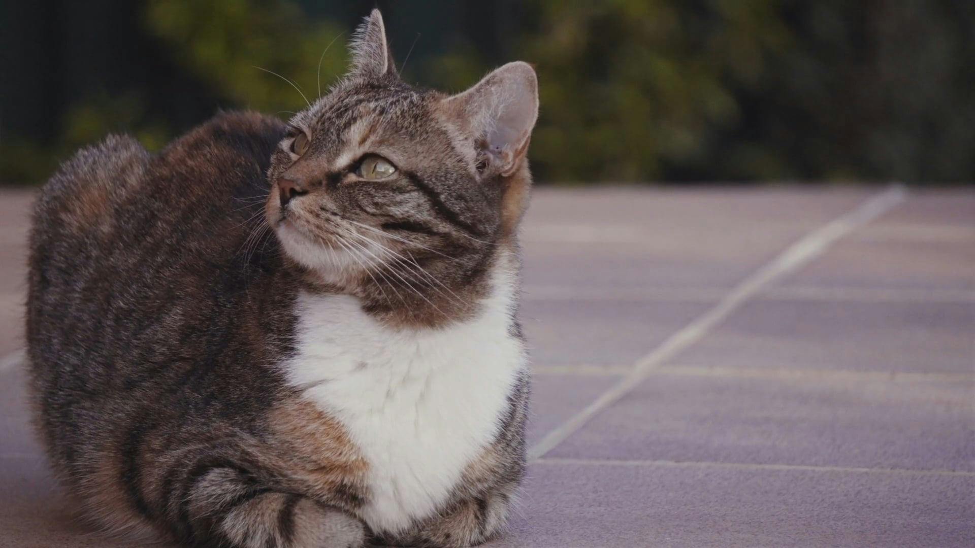 Cat Peace Videos, Download The BEST Free 4k Stock Video Footage & Cat ...