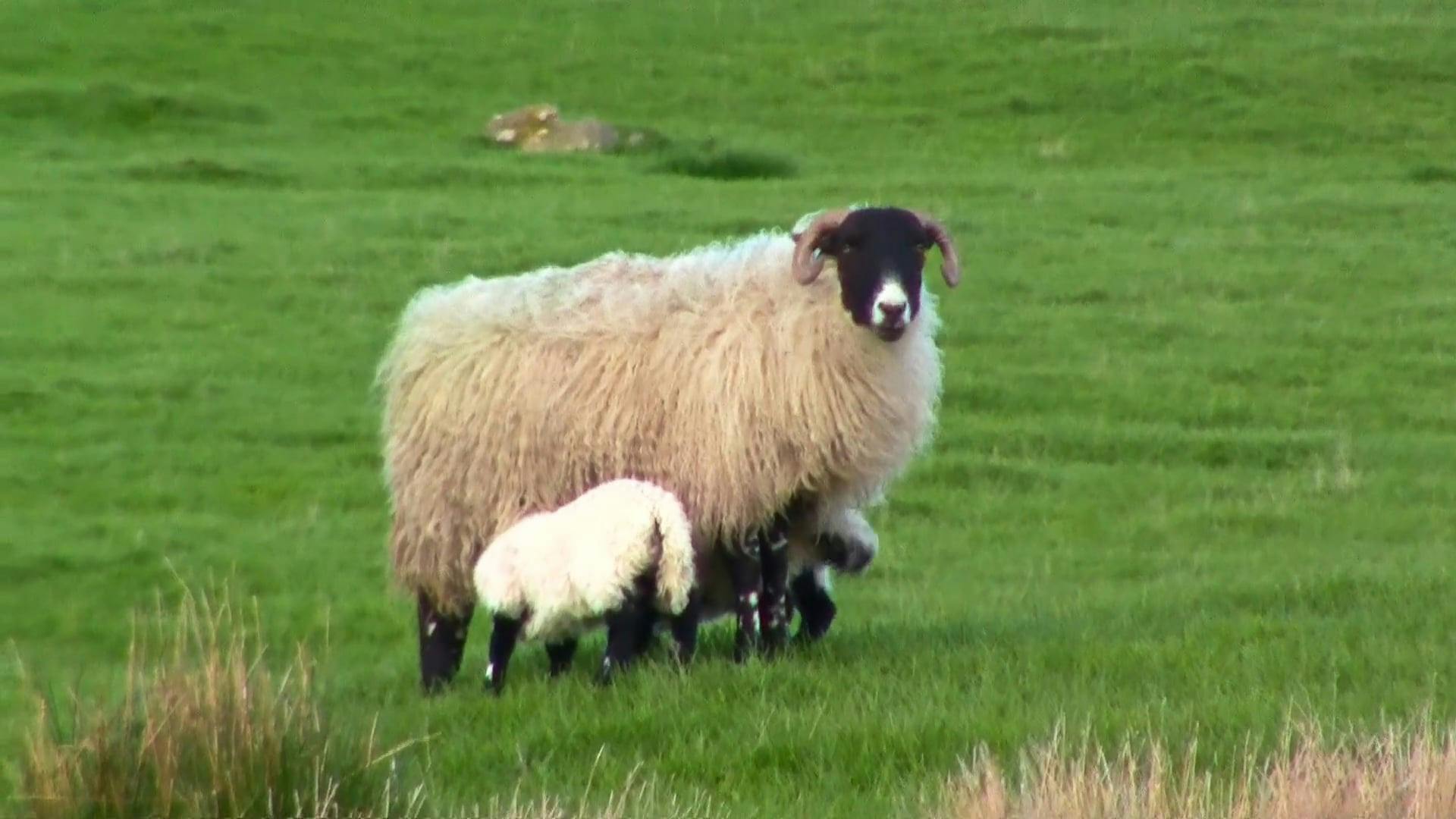 Scotland Sheep Videos, Download The BEST Free 4k Stock Video Footage ...