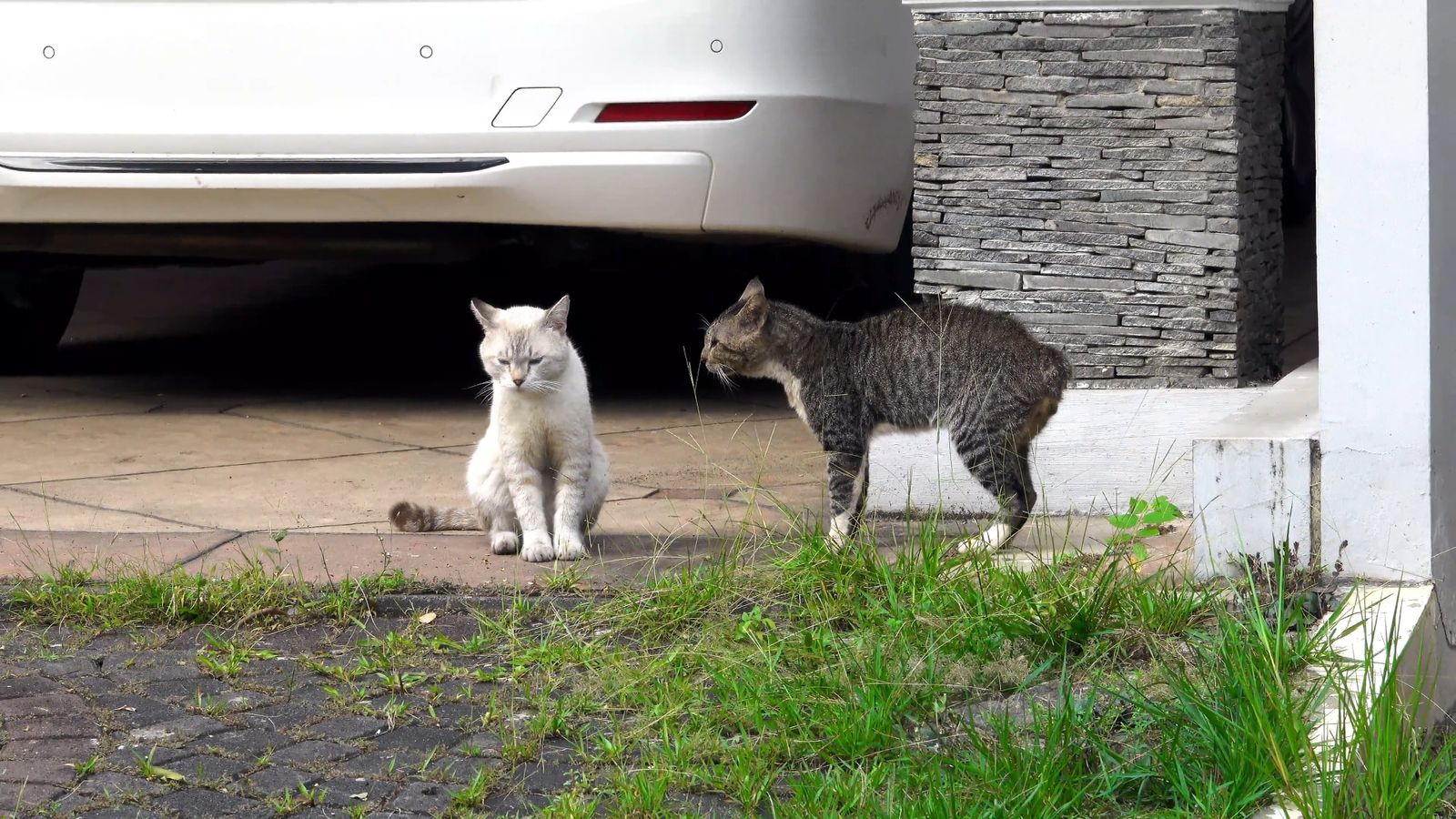 Cat Fighting Videos, Download The BEST Free 4k Stock Video Footage ...