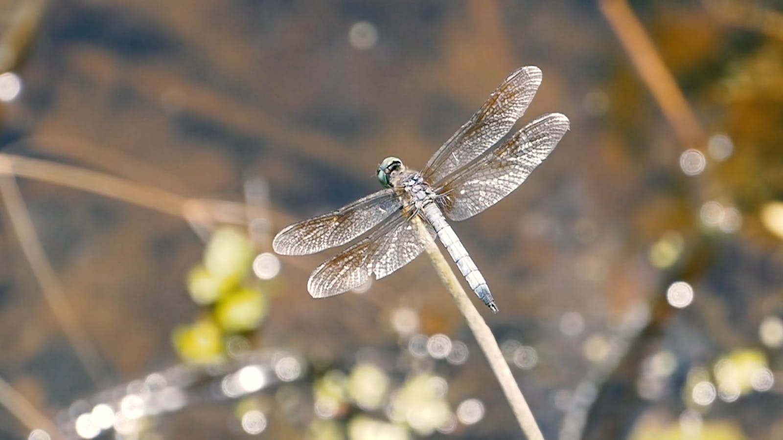 Dragonfly Videos, Download The BEST Free 4k Stock Video Footage ...