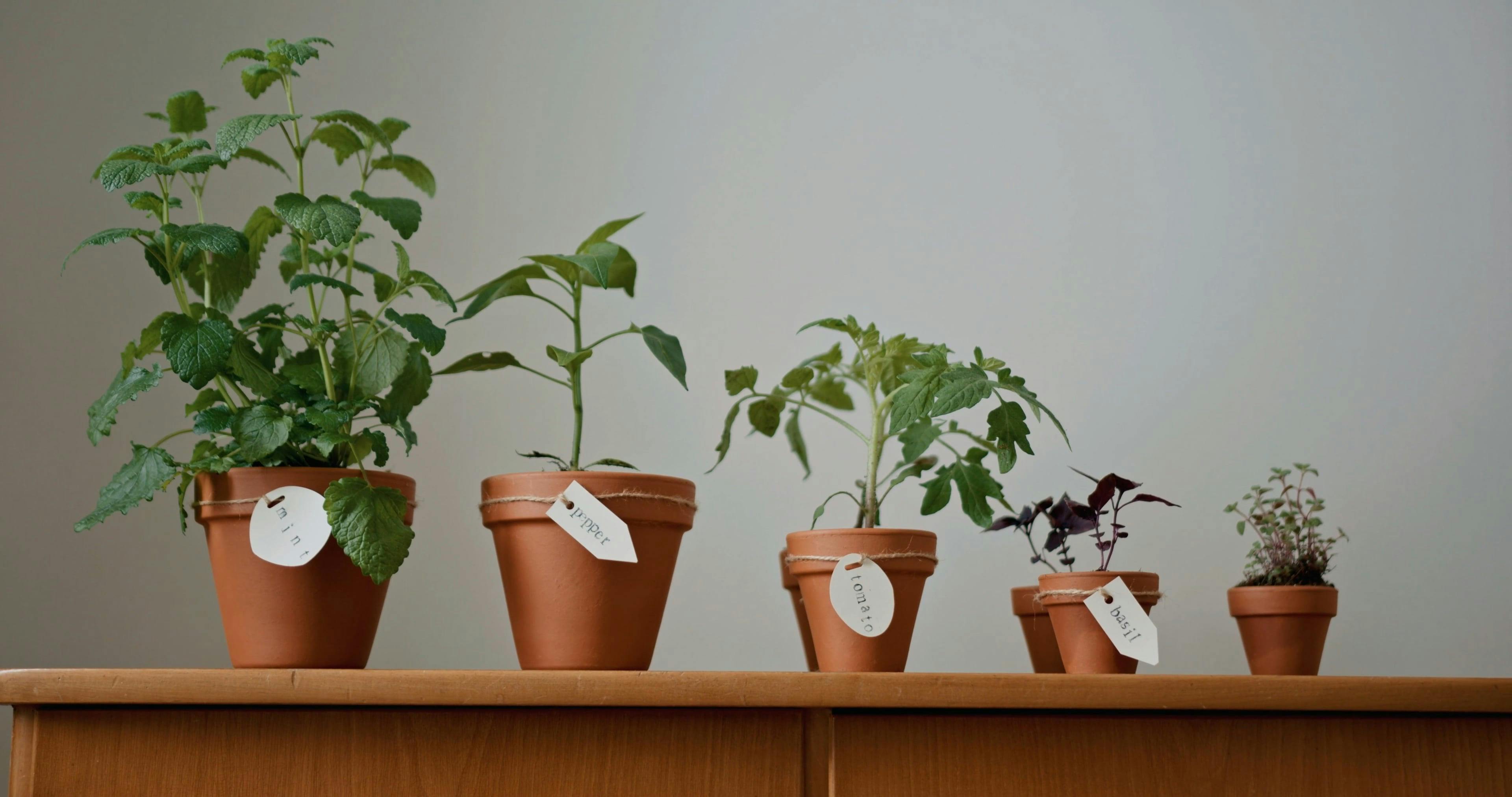 Holy Basil Plant Videos, Download The BEST Free 4k Stock Video Footage ...