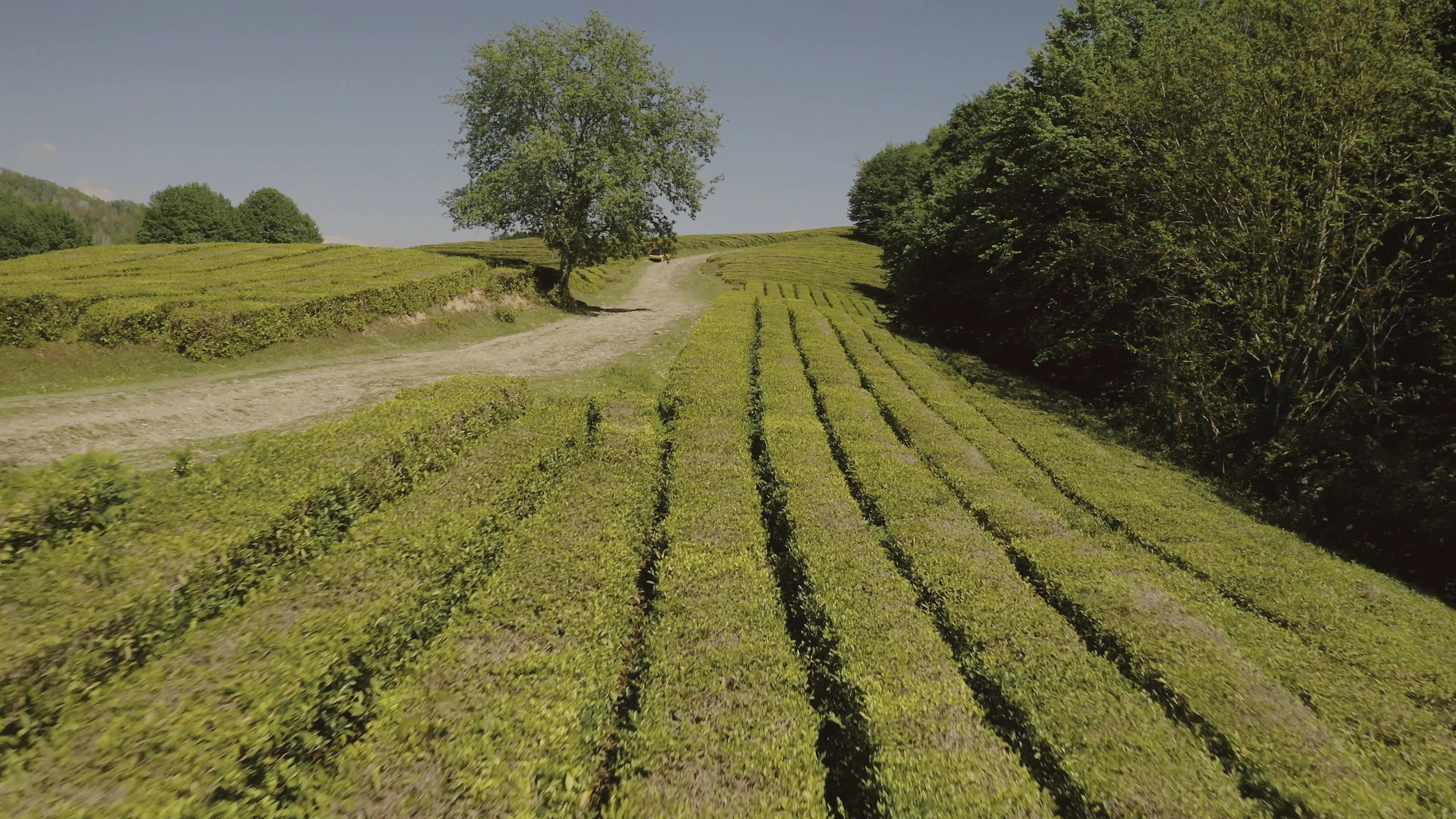 Crop Lines Videos, Download The BEST Free 4k Stock Video Footage & Crop ...