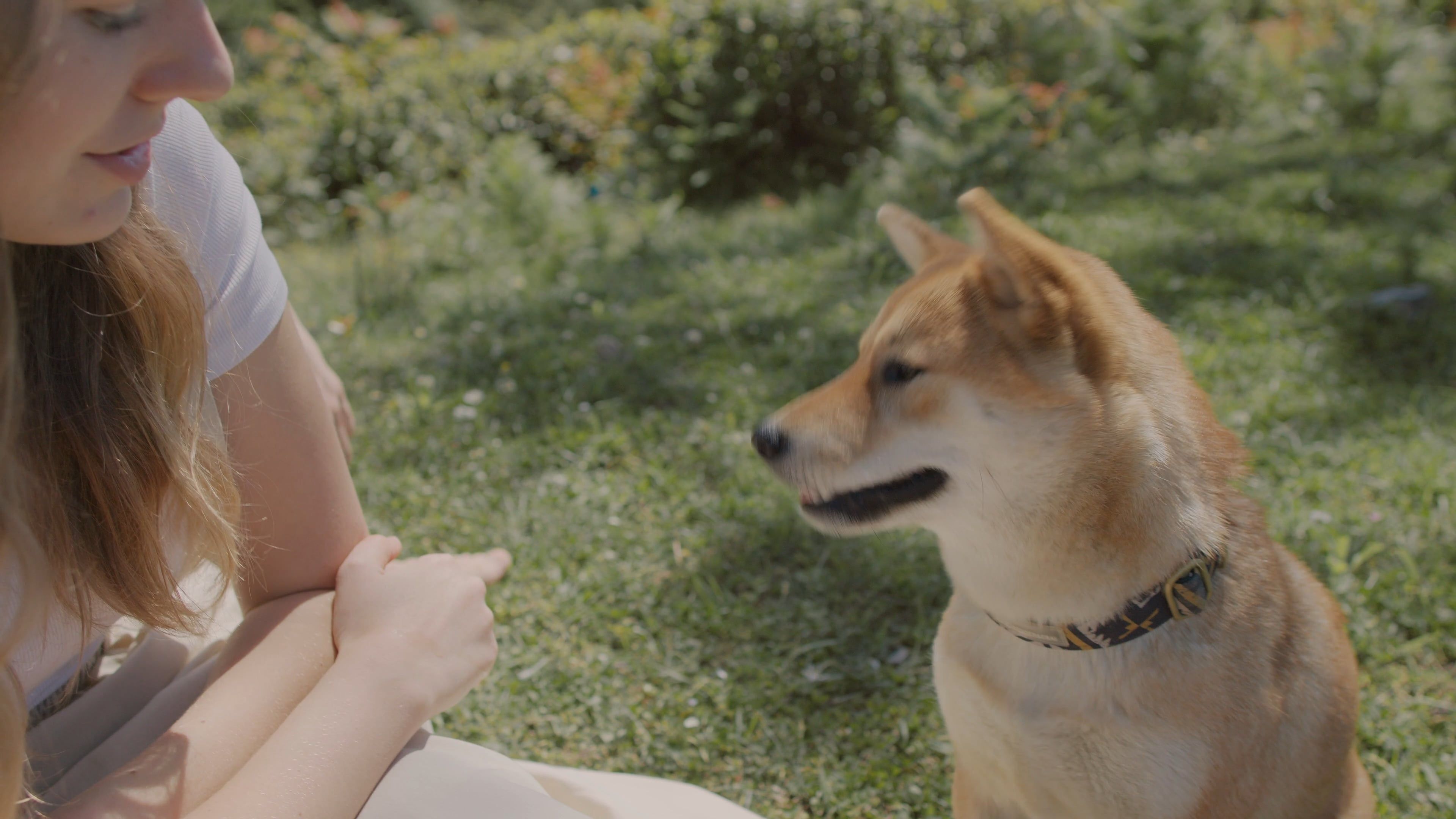 Dog Doing High Five Free Stock Video Footage, Royalty-Free 4K & HD ...