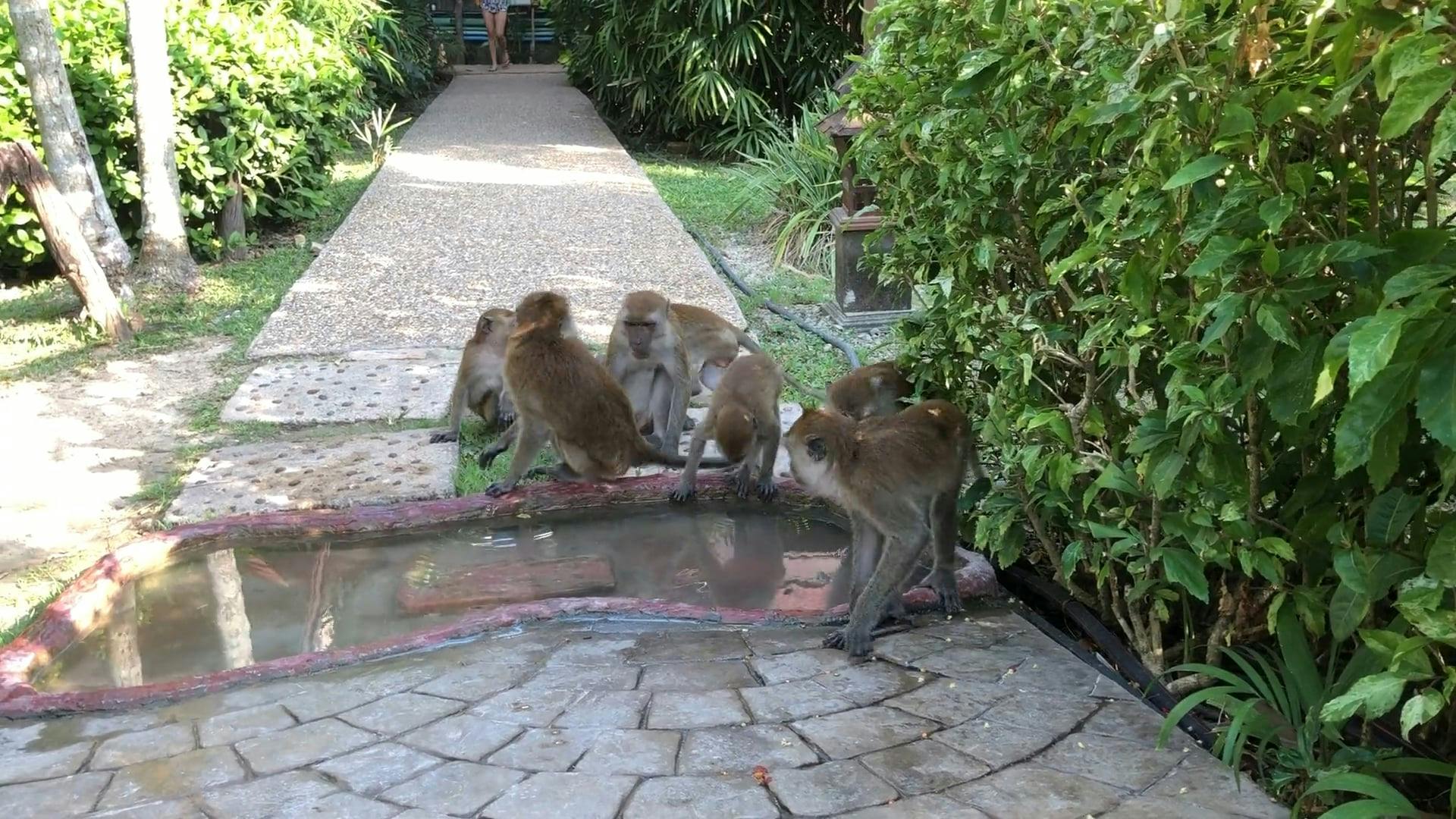 30+ Great Bondo Ape Camera Trap Videos · Pexels · Free Stock Videos