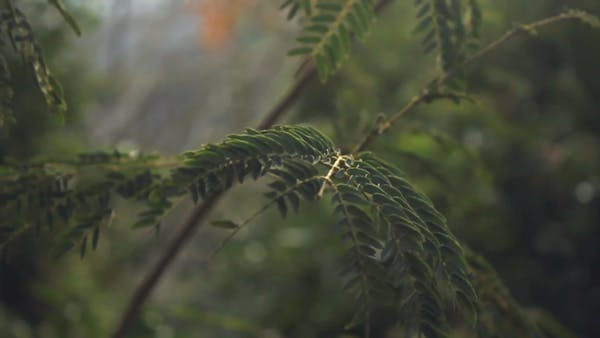 Cinematic Nature Videos, Download The BEST Free 4k Stock Video Footage ...