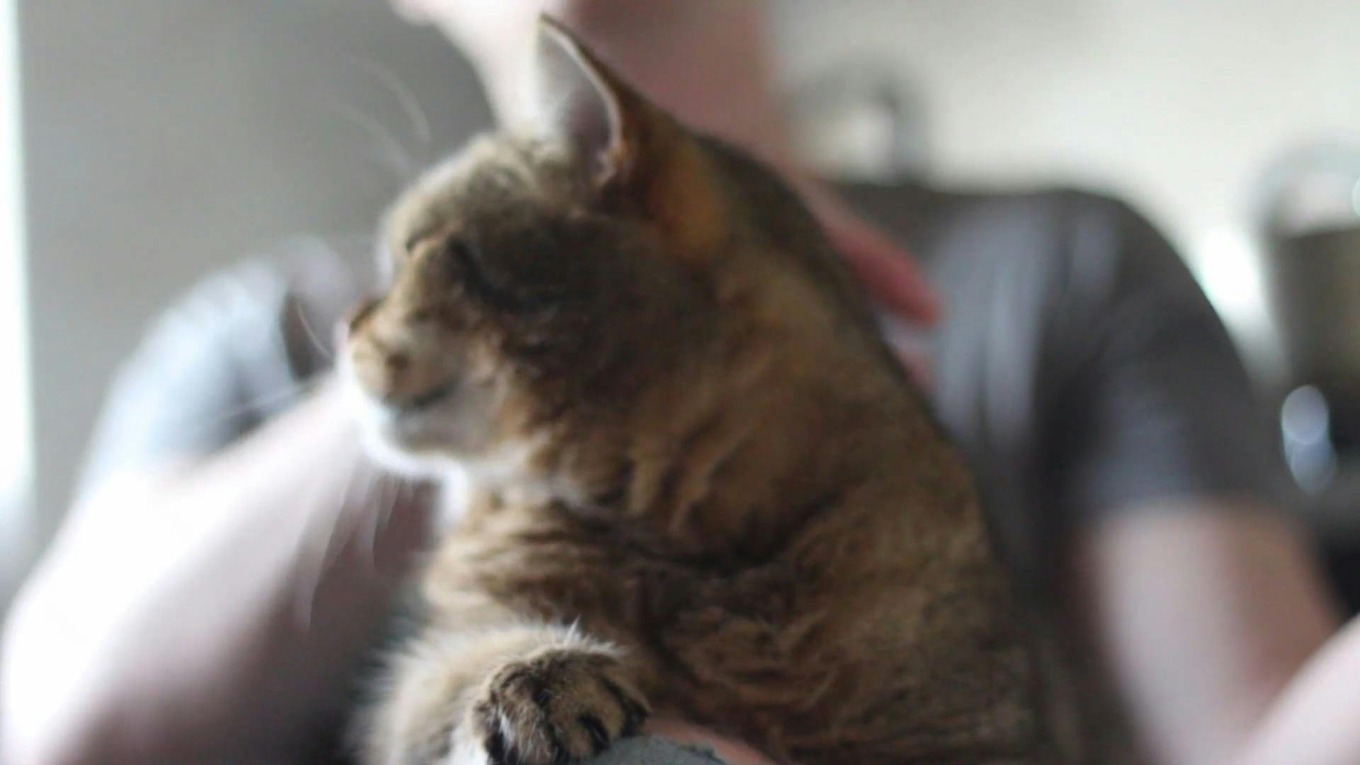 Man Holding a Cat · Free Stock Video