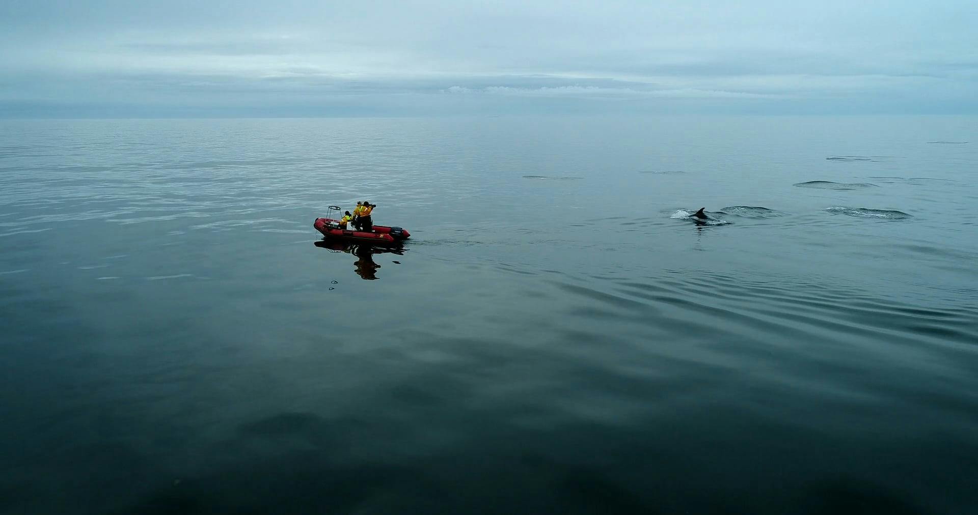 Whale Watching Free Stock Video Footage, Royalty-Free 4K & HD Video Clip