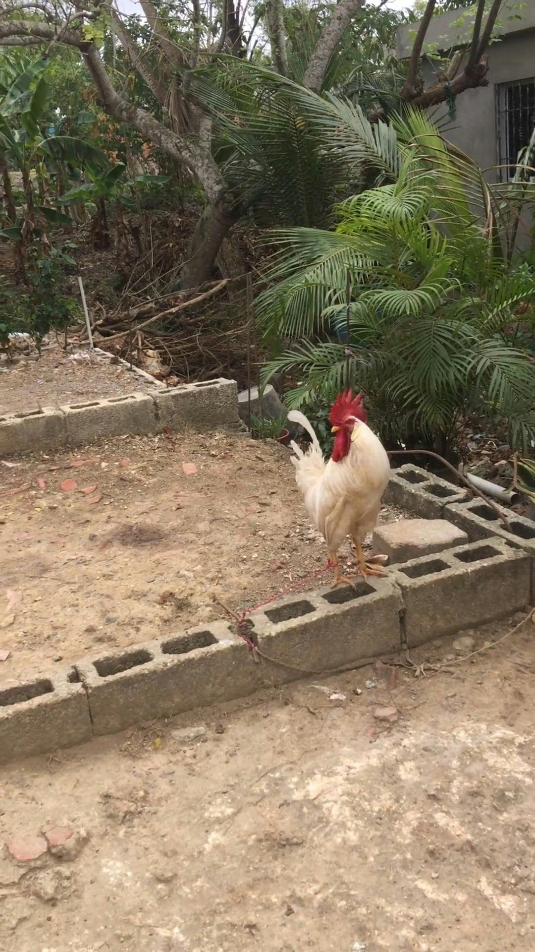 Chicken Stepping on the Rock Free Stock Video Footage, Royalty-Free 4K ...