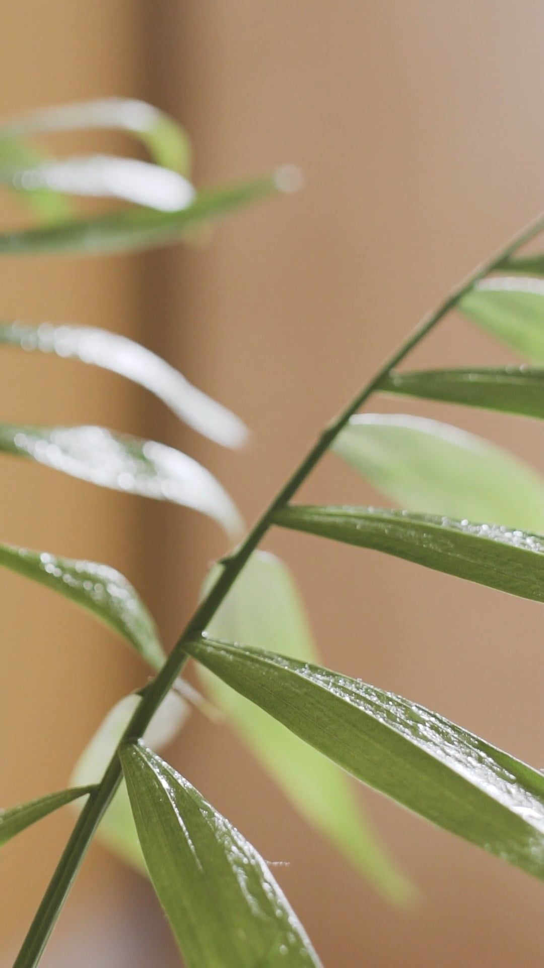 Fern Plants · Free Stock Video