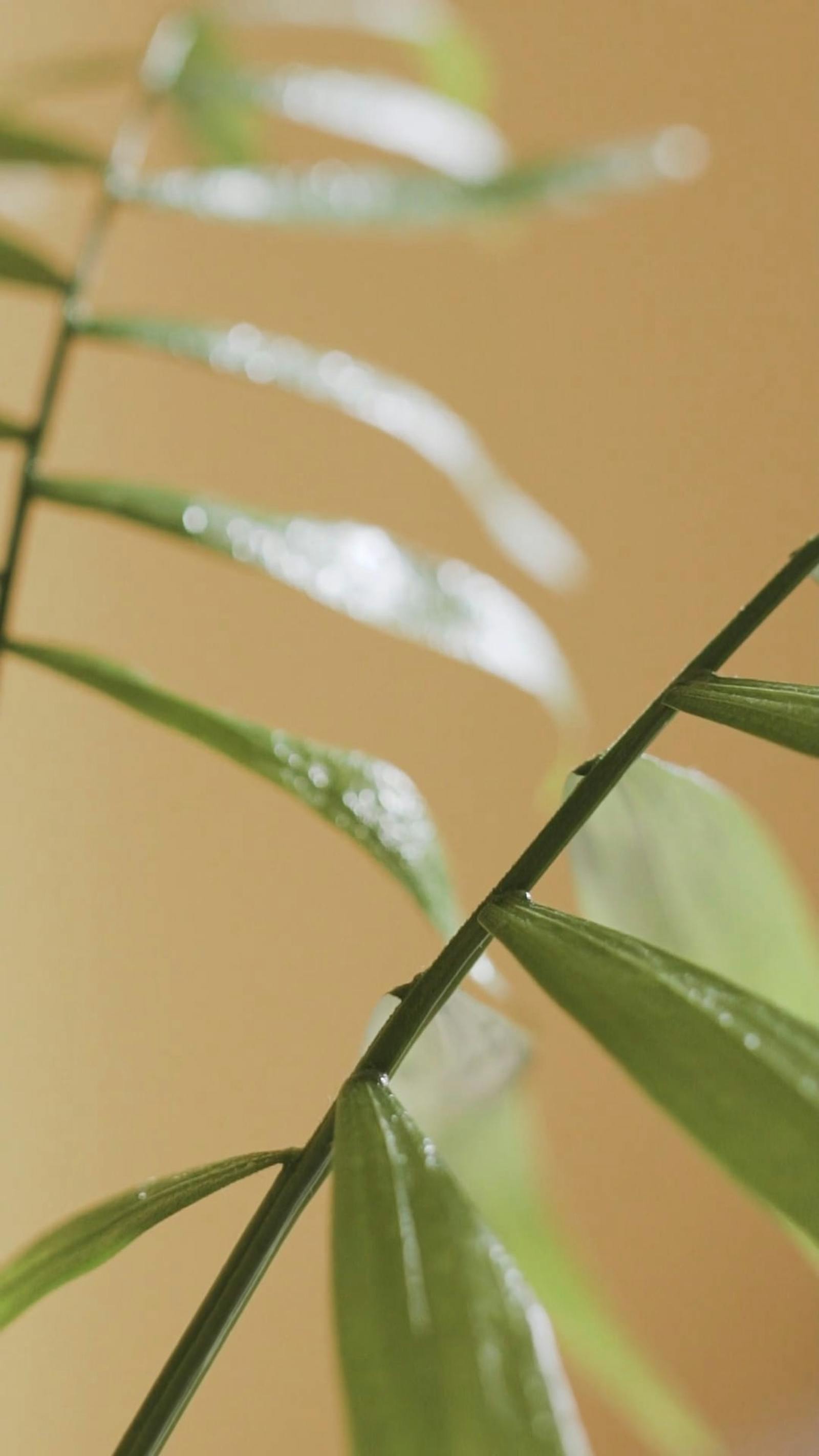 Beautiful Background Videos, Download The BEST Free 4k Stock Video ...