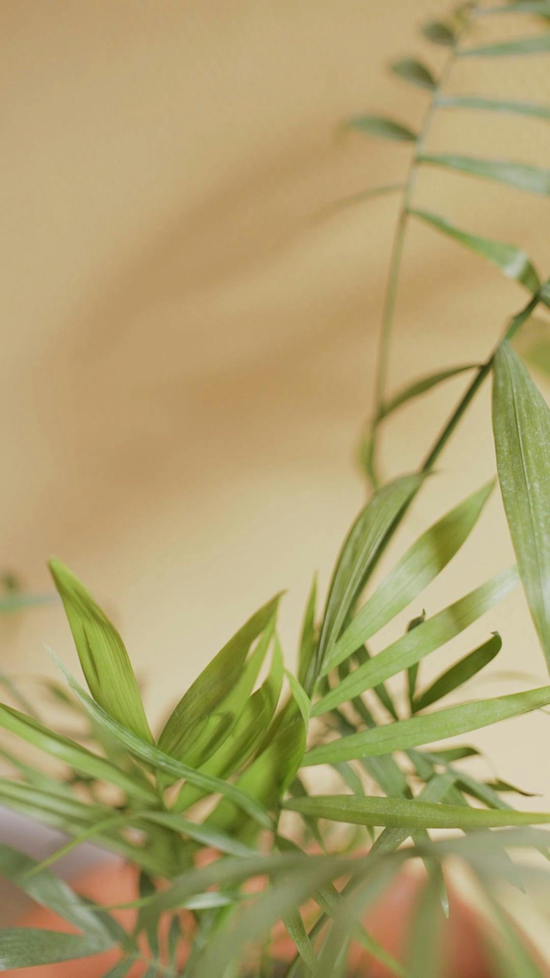 Balanced Aesthetics Videos, Download The BEST Free 4k Stock Video ...