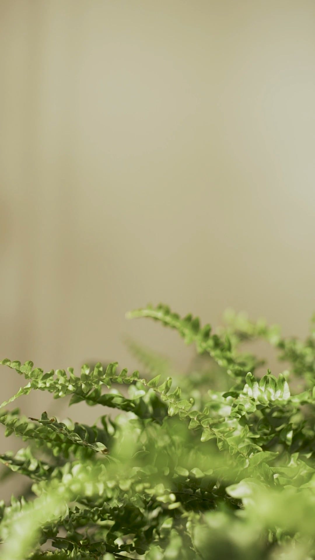 Green Fern Plant Free Stock Video Footage, Royalty-Free 4K & HD Video Clip