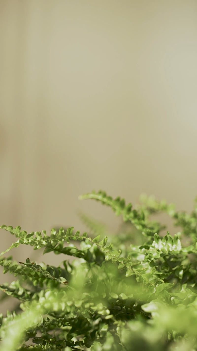 Beautiful Background Videos, Download The BEST Free 4k Stock Video ...