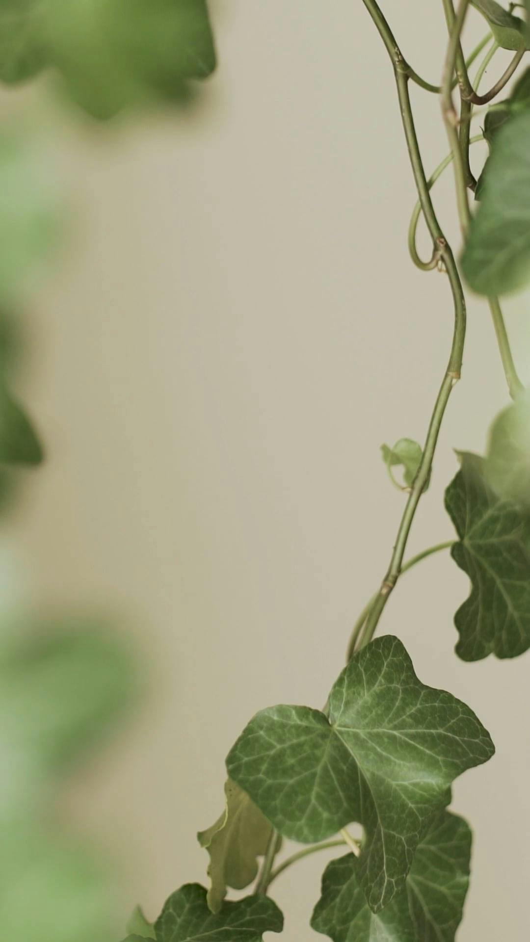 Vine Patterns Videos, Download The BEST Free 4k Stock Video Footage ...