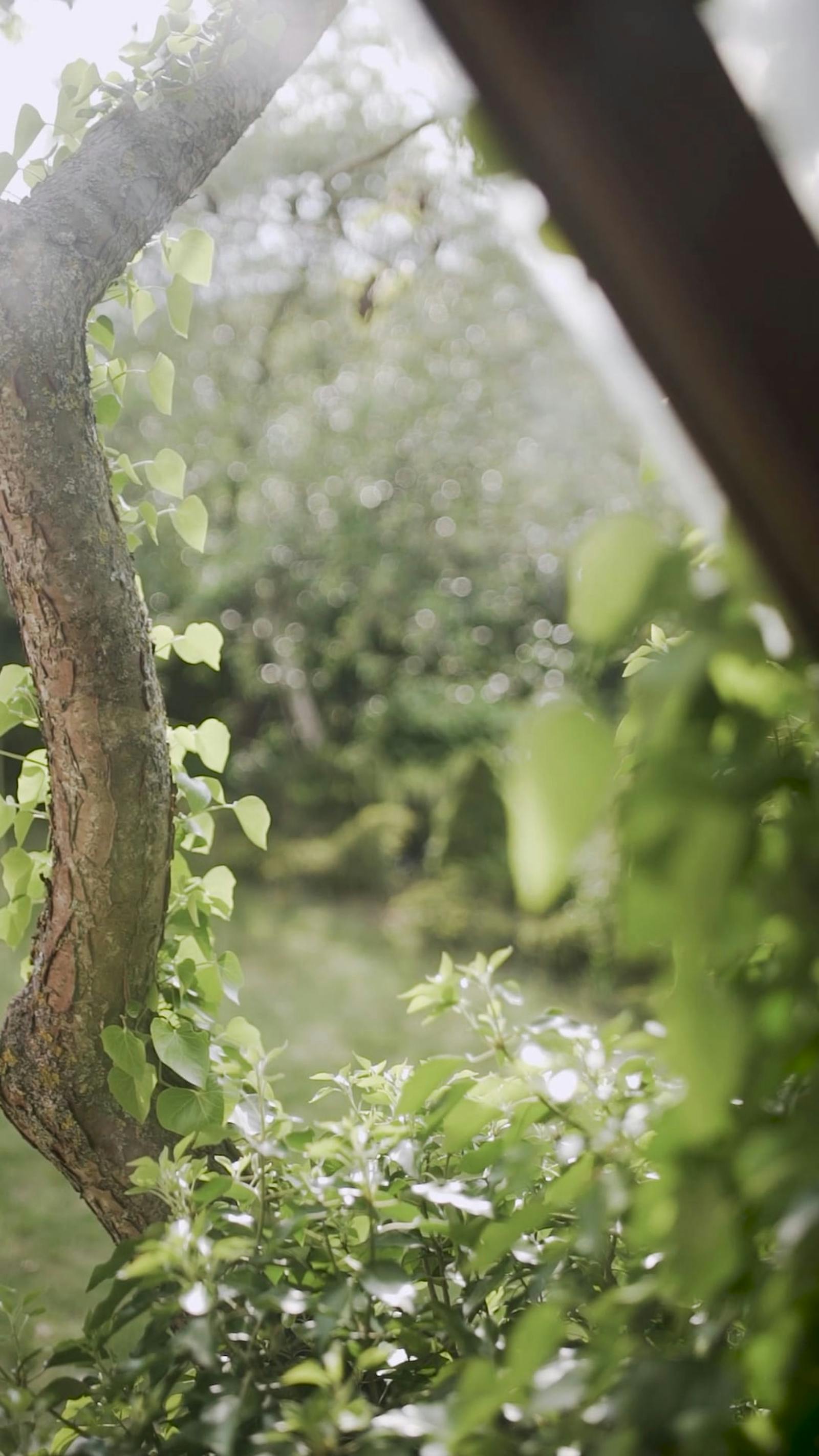 Beautiful Background Videos, Download The BEST Free 4k Stock Video ...