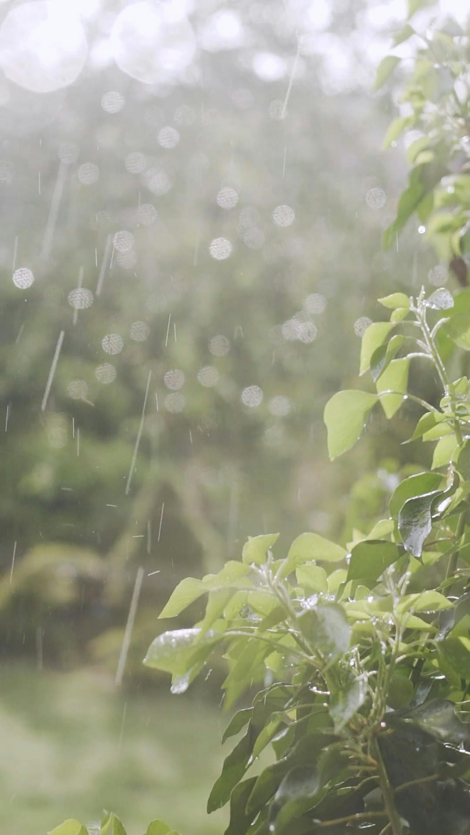 Comforting Raining Background Videos, Download The BEST Free 4k Stock ...